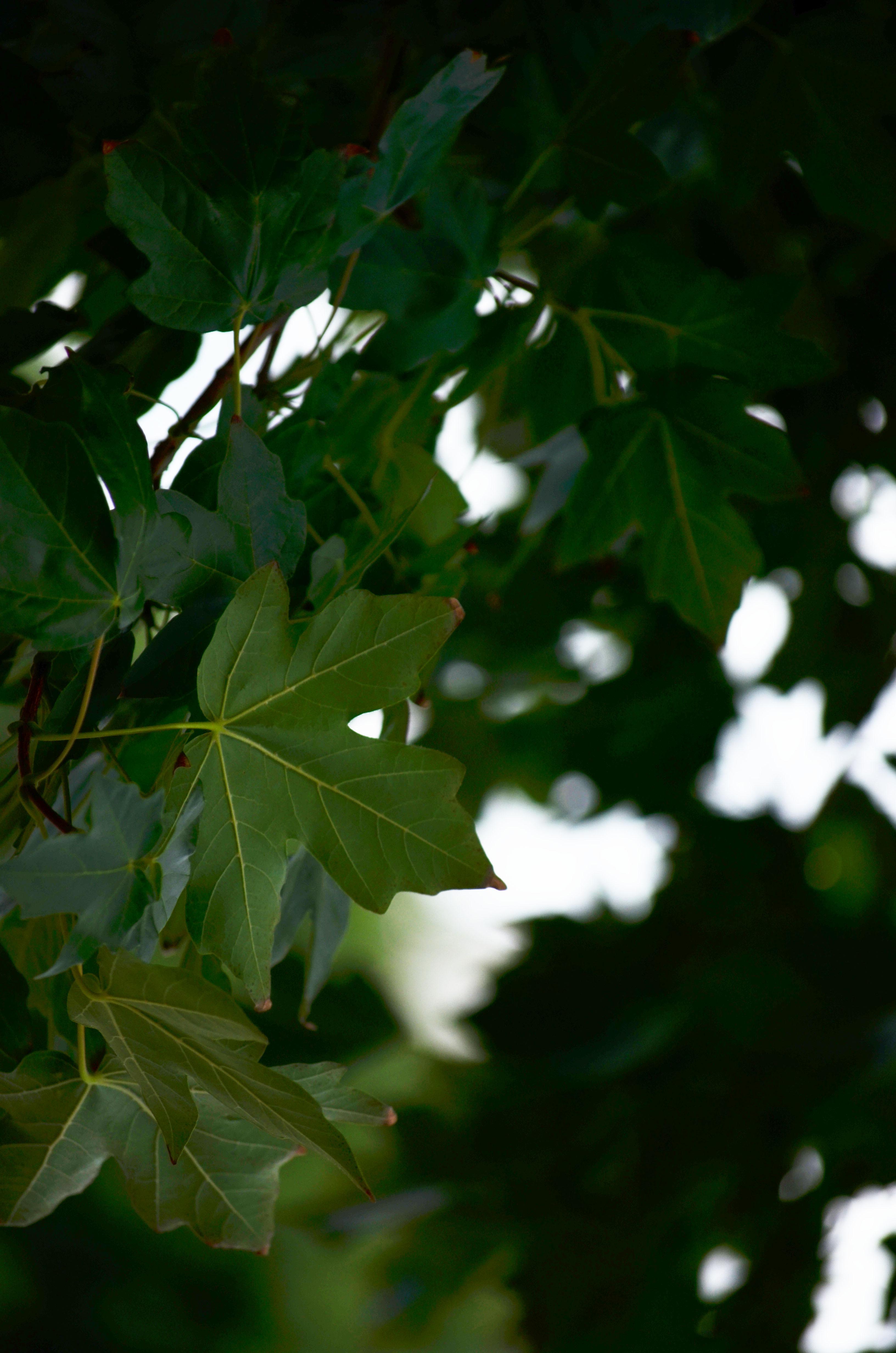 Acer × freemanii ‘Marmo’ – Purdue Arboretum Explorer