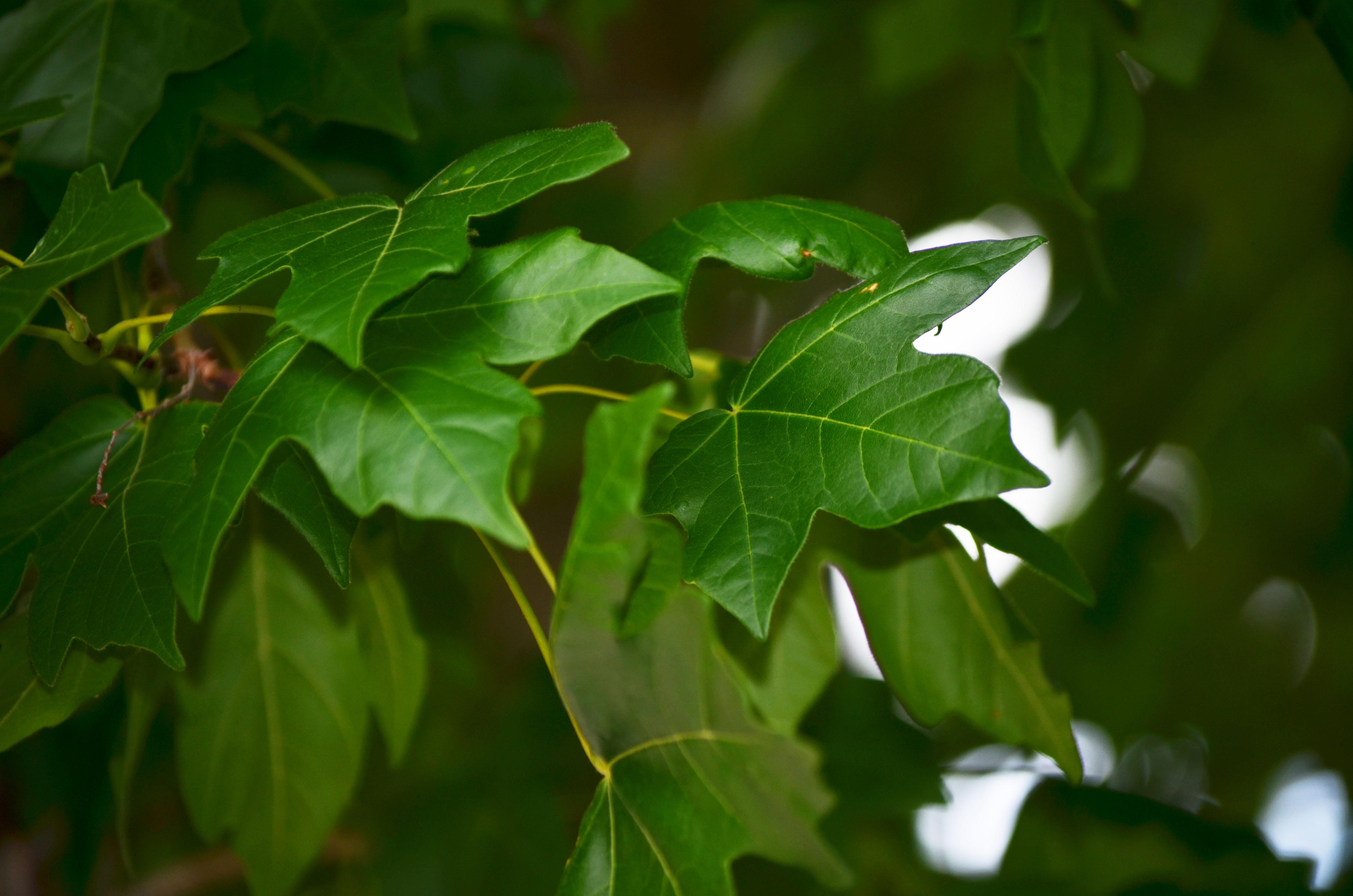 Acer × freemanii ‘Marmo’ – Purdue Arboretum Explorer