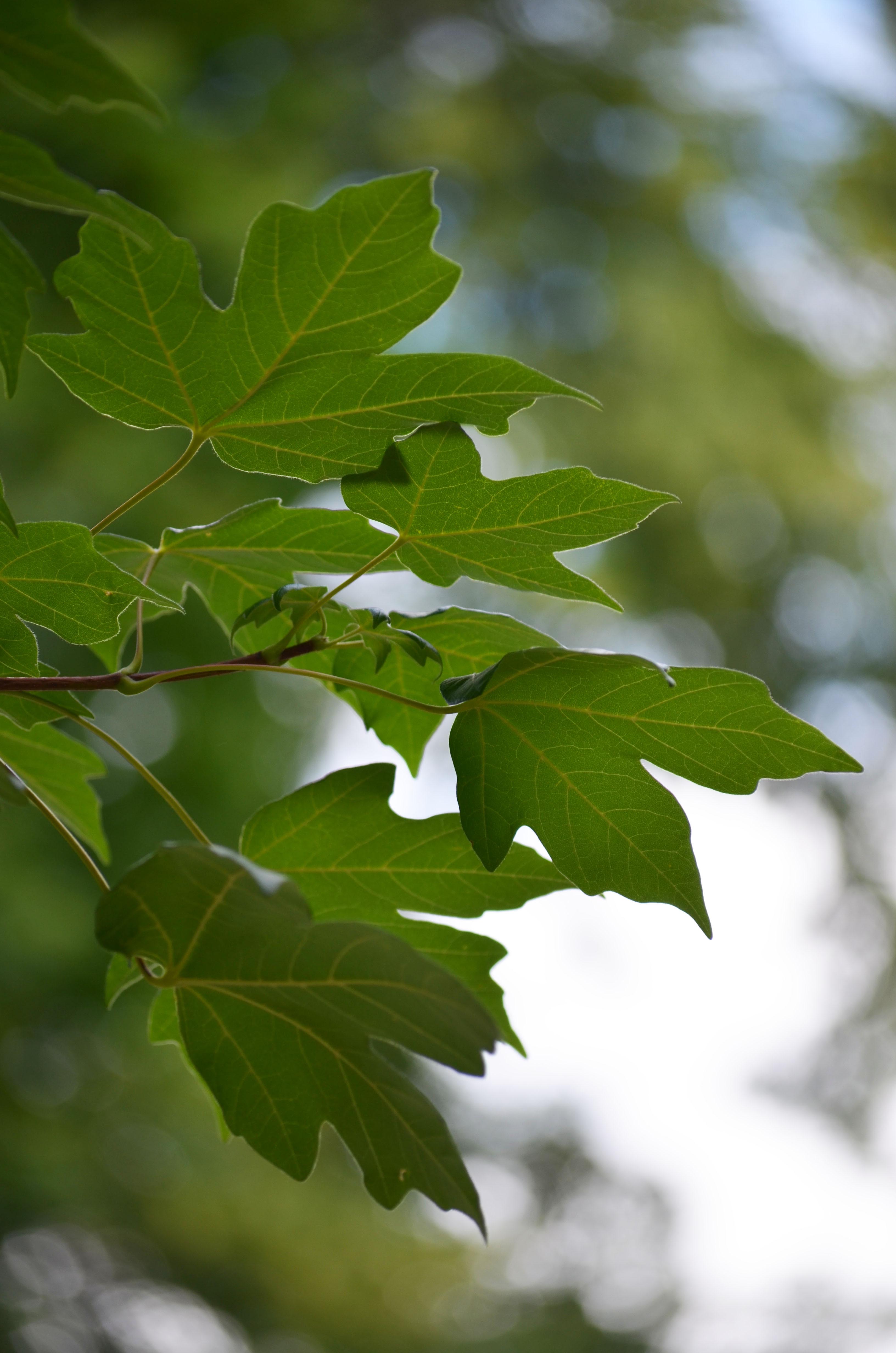 Acer × freemanii ‘Marmo’ – Purdue Arboretum Explorer