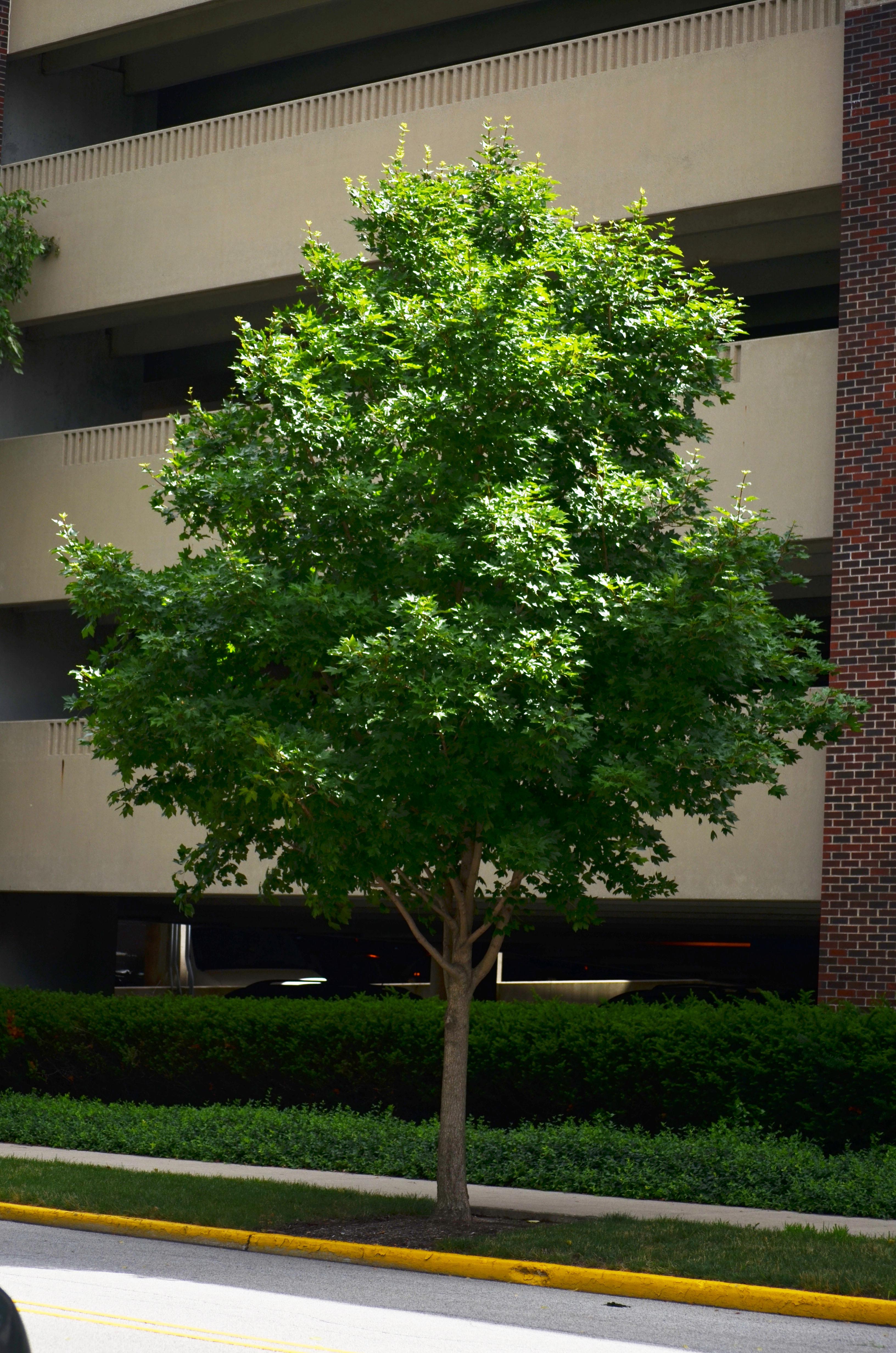 Acer × freemanii ‘Marmo’ – Purdue Arboretum Explorer