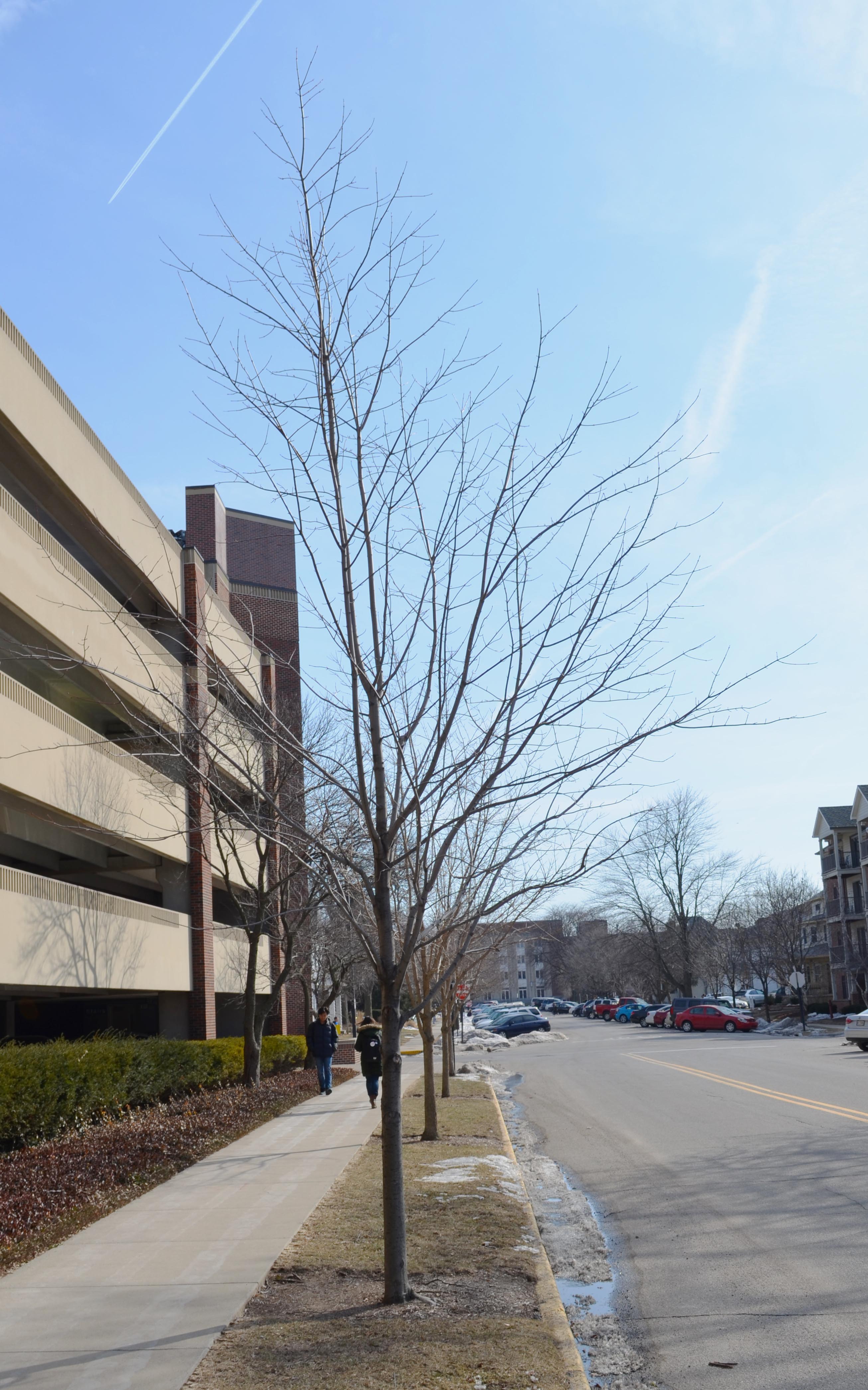 Acer × freemanii ‘Marmo’ – Purdue Arboretum Explorer
