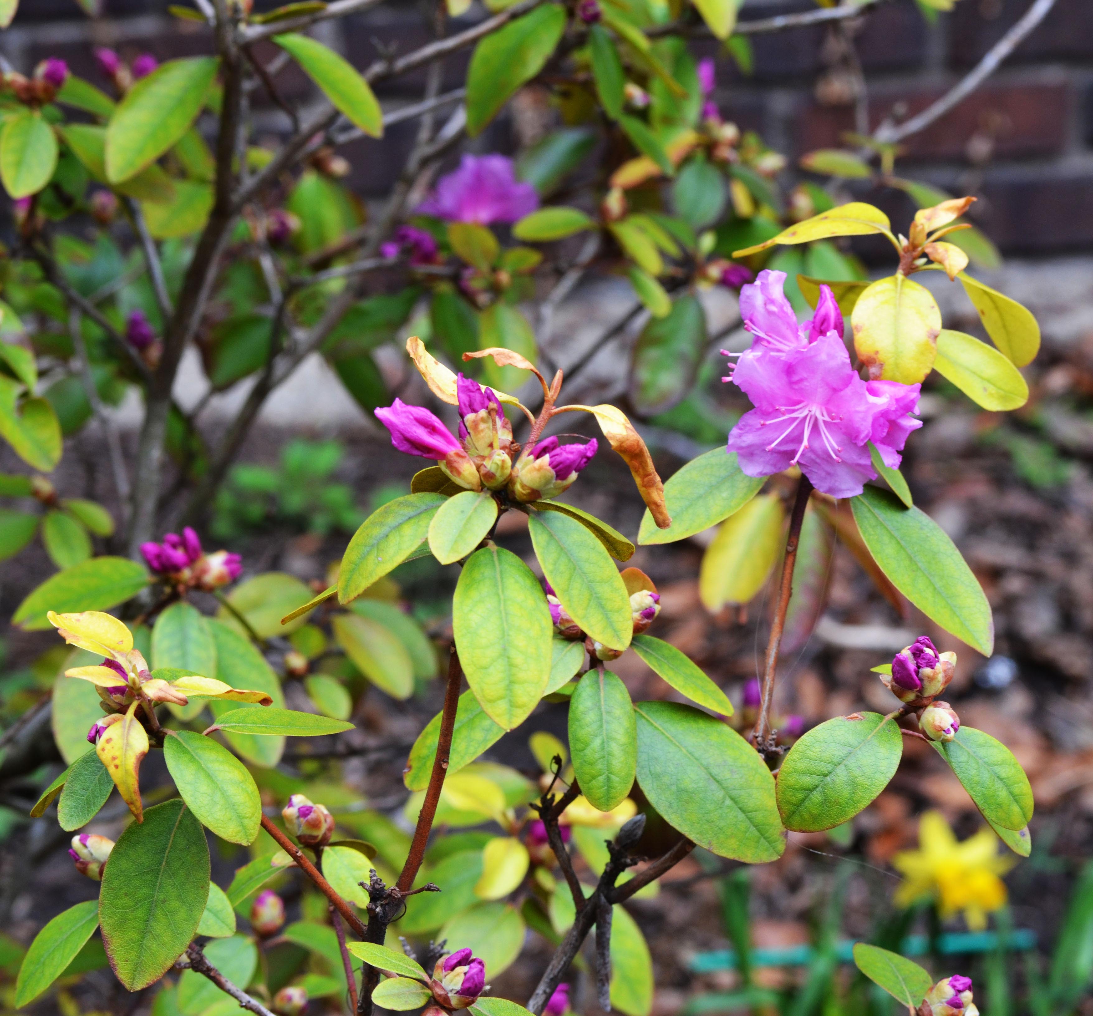Rhododendron × ‘P.J.M.’ (P.J.M. Hybrid Group) – Purdue Arboretum Explorer