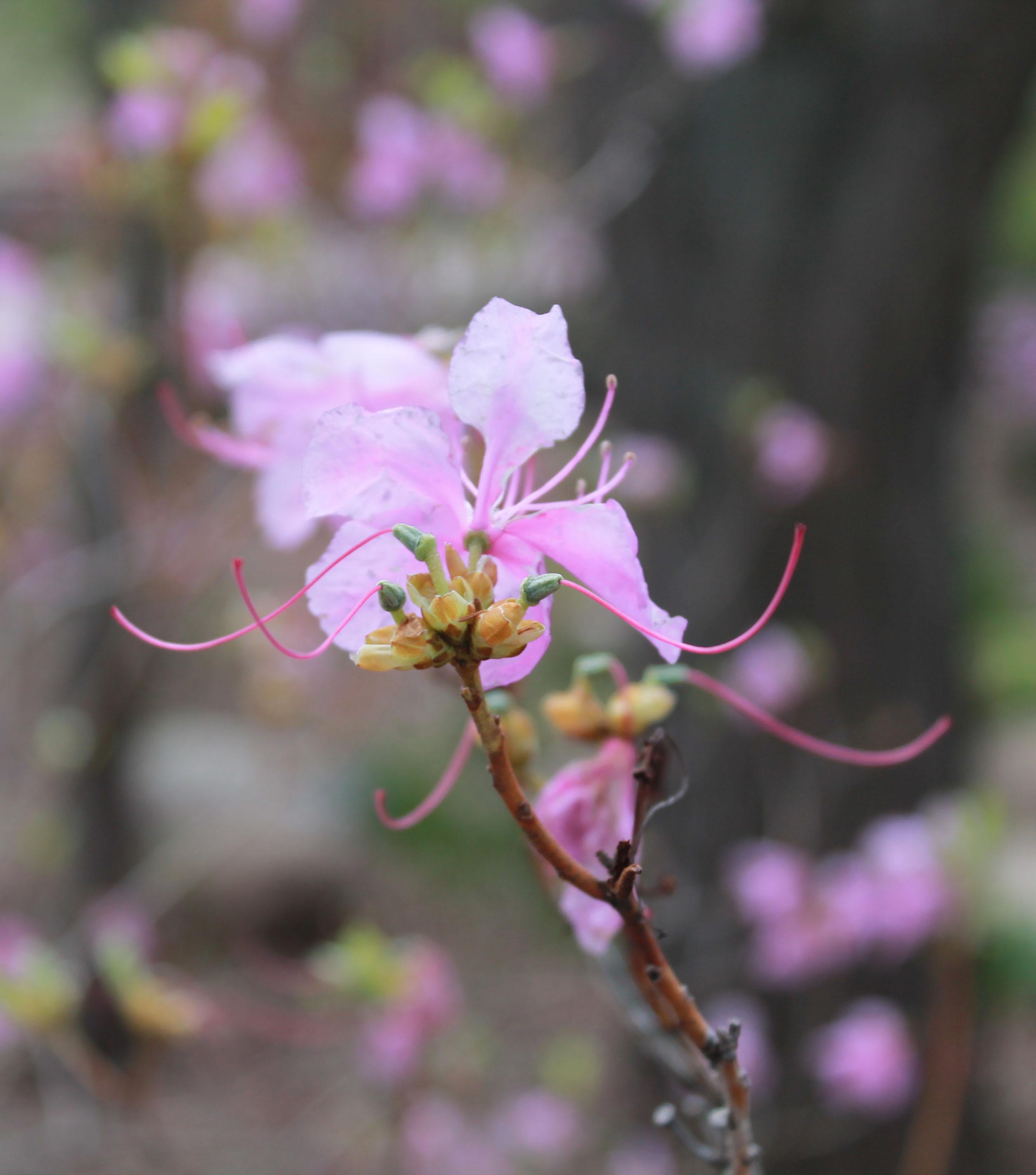 Rhododendron × ‘P.J.M.’ (P.J.M. Hybrid Group) – Purdue Arboretum Explorer