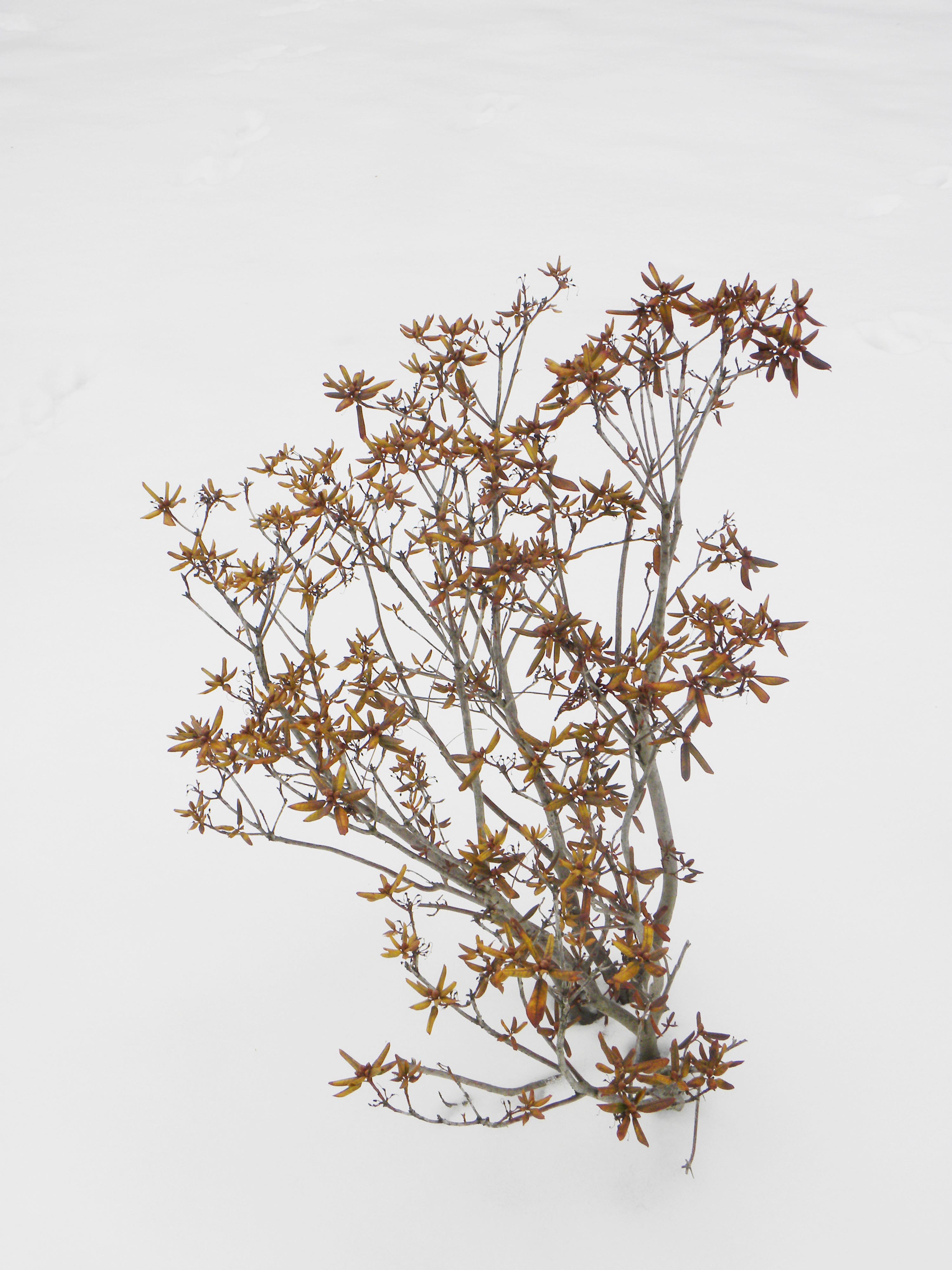 Rhododendron × ‘P.J.M.’ (P.J.M. Hybrid Group) – Purdue Arboretum Explorer