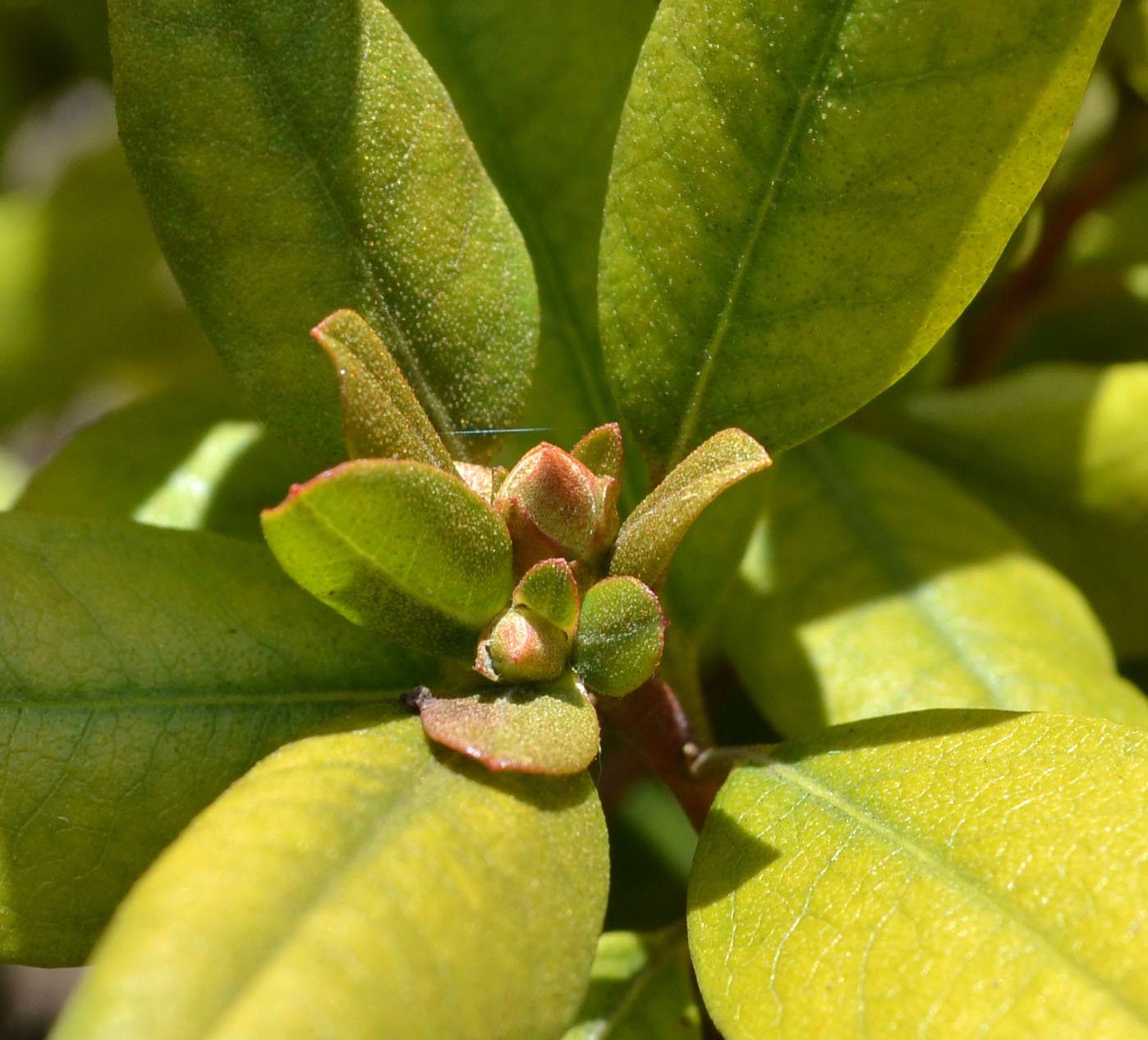 Rhododendron × ‘P.J.M.’ (P.J.M. Hybrid Group) – Purdue Arboretum Explorer