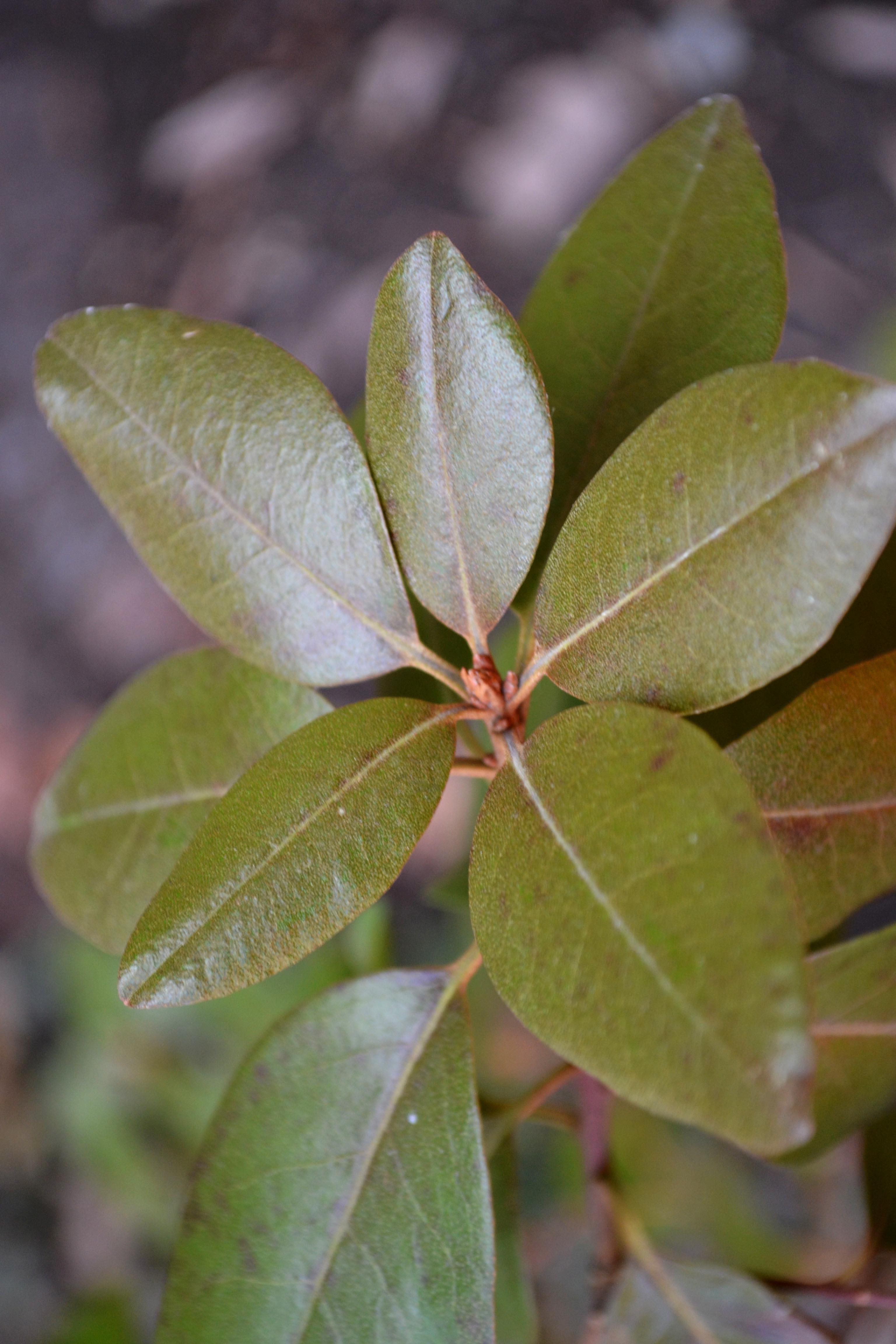 Rhododendron × ‘Aglo’ (P.J.M. Hybrid Group) – Purdue Arboretum Explorer