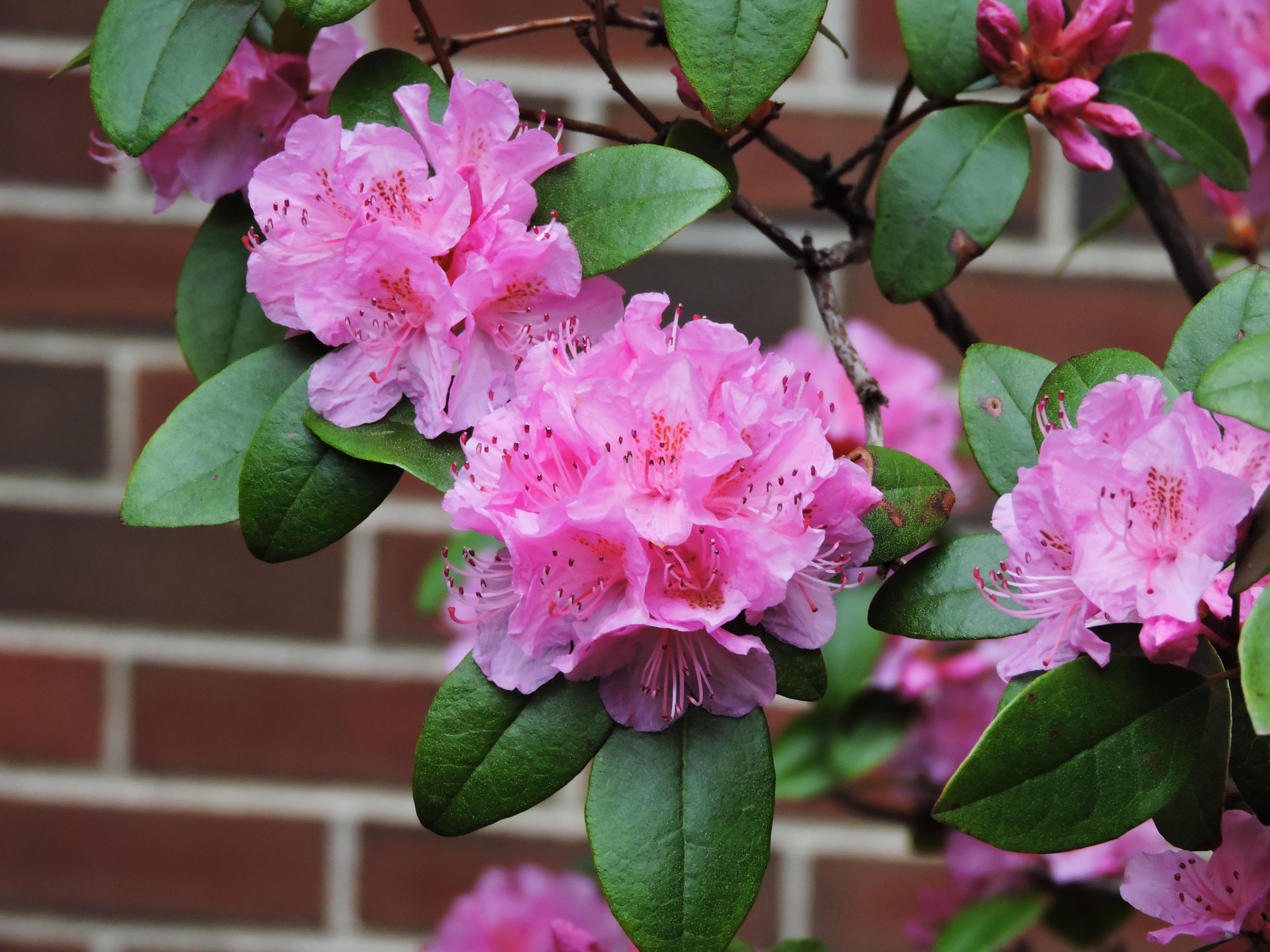 Rhododendron × ‘Aglo’ (P.J.M. Hybrid Group) – Purdue Arboretum Explorer