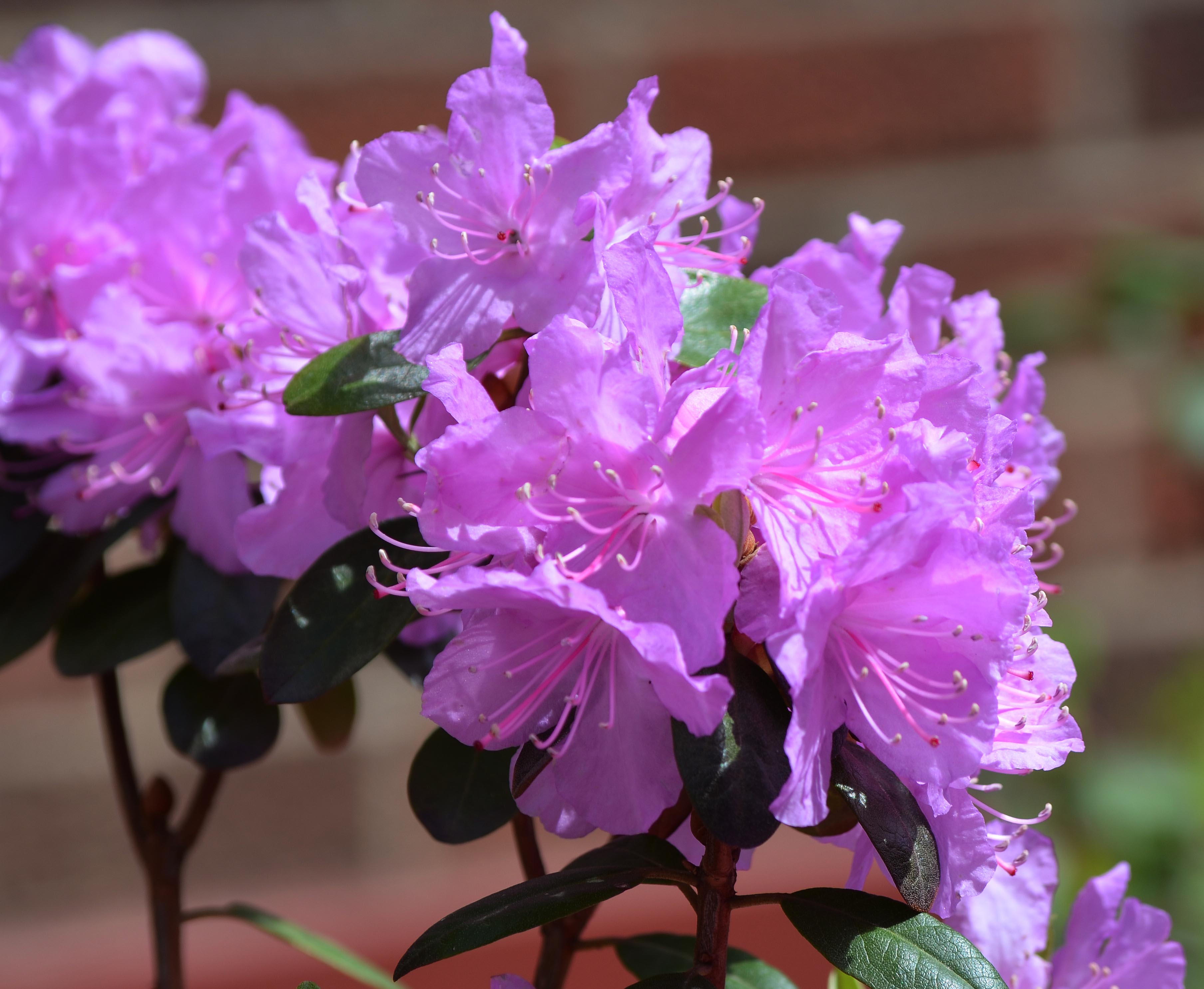Rhododendron × ‘Elite’ (P.J.M. Hybrid Group) – Purdue Arboretum Explorer