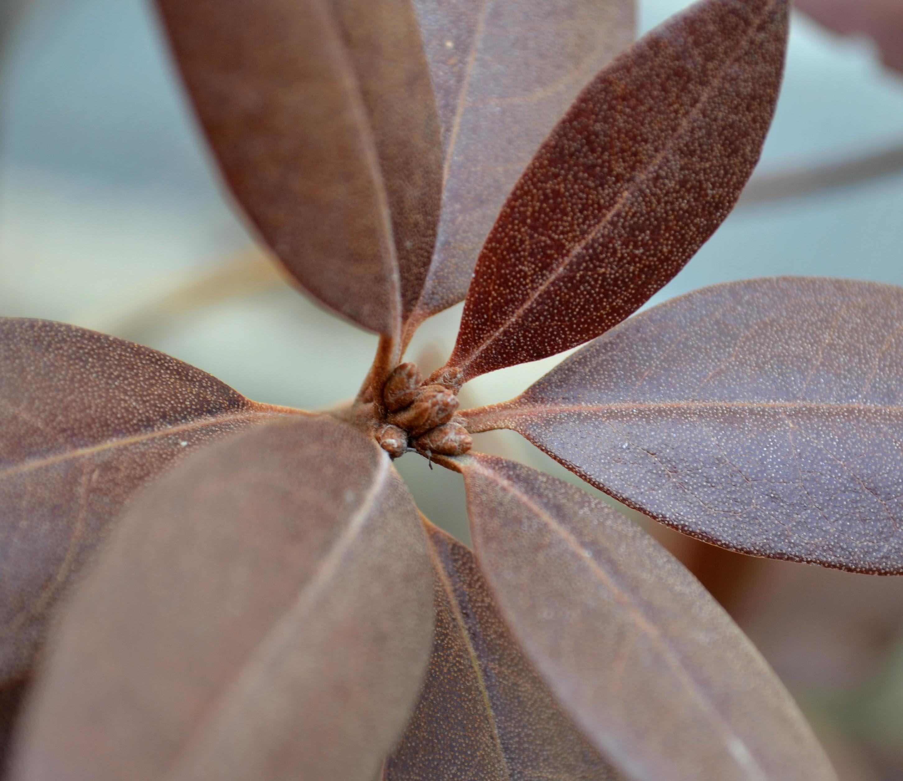 Rhododendron × ‘Olga Mezitt’ (P.J.M. Hybrid Group) – Purdue Arboretum ...