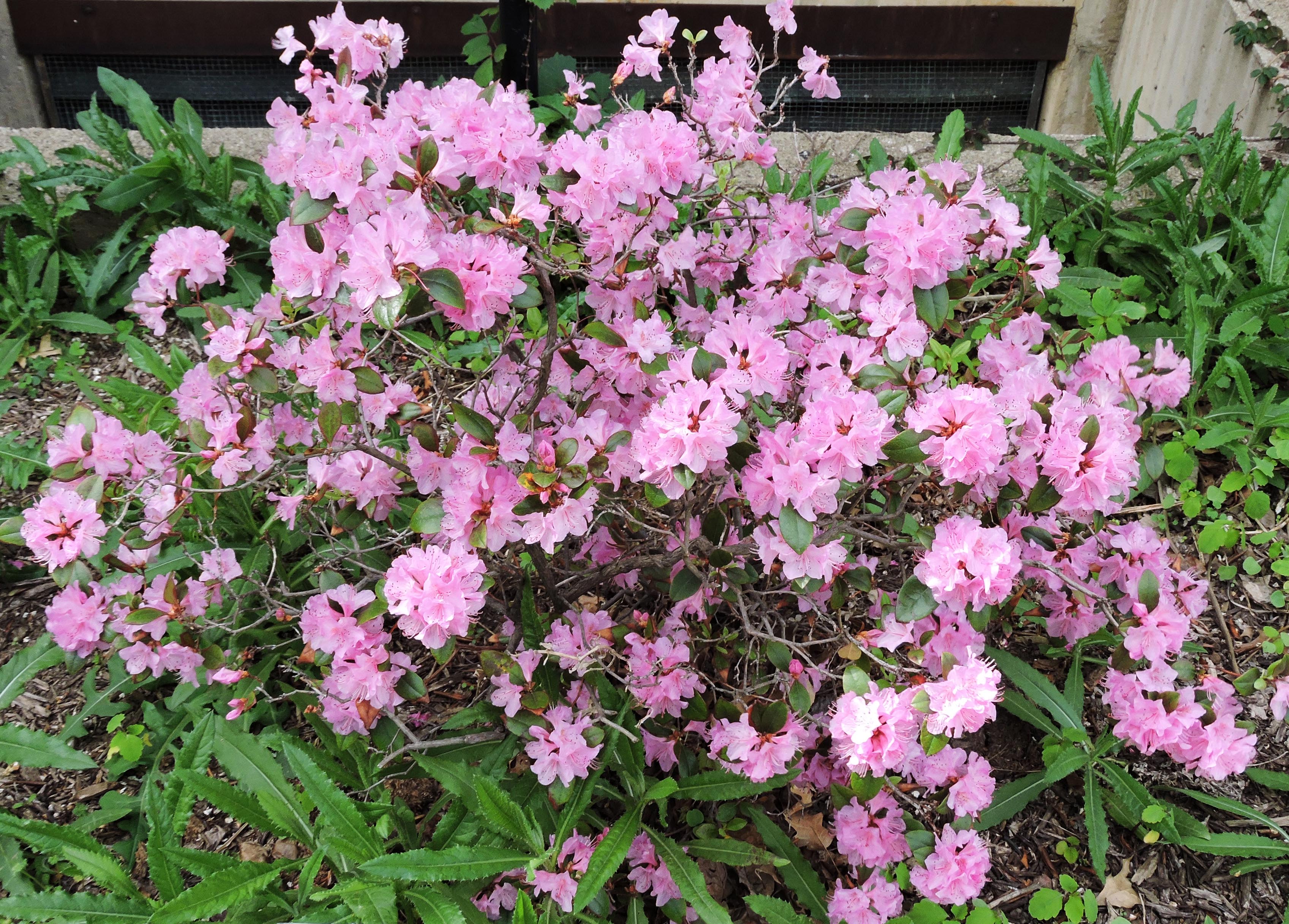 Rhododendron × ‘Olga Mezitt’ (P.J.M. Hybrid Group) – Purdue Arboretum ...