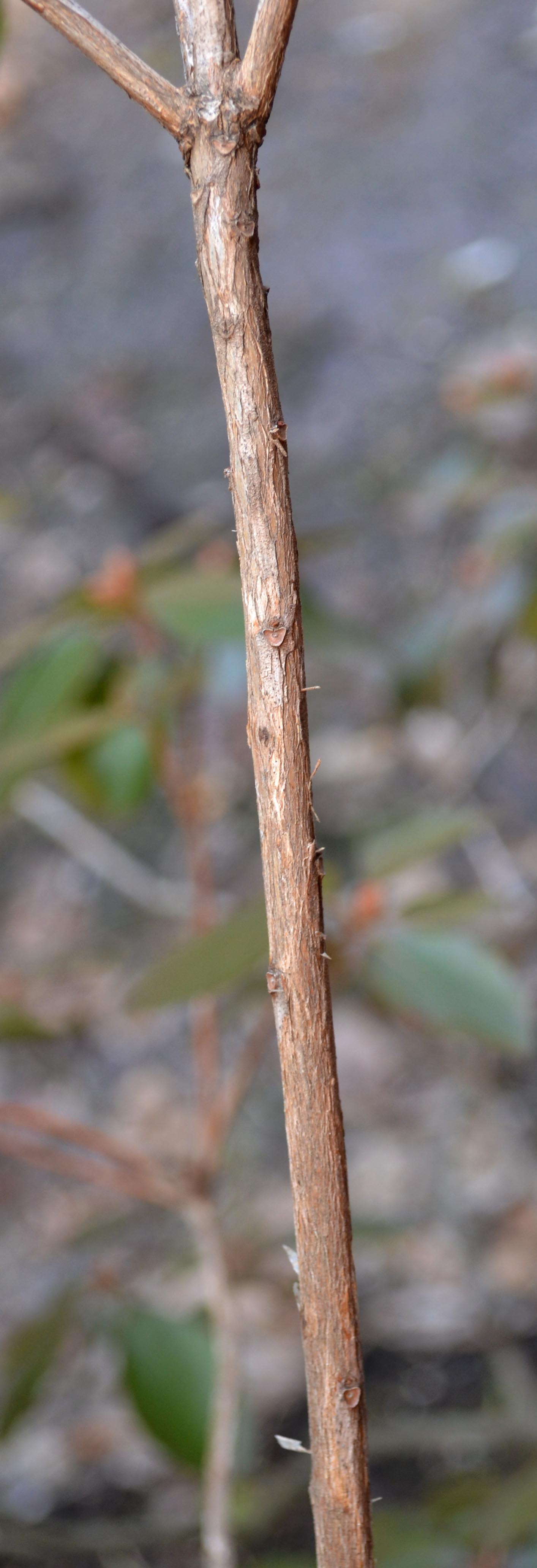 Rhododendron × ‘Purple Gem’ – Purdue Arboretum Explorer