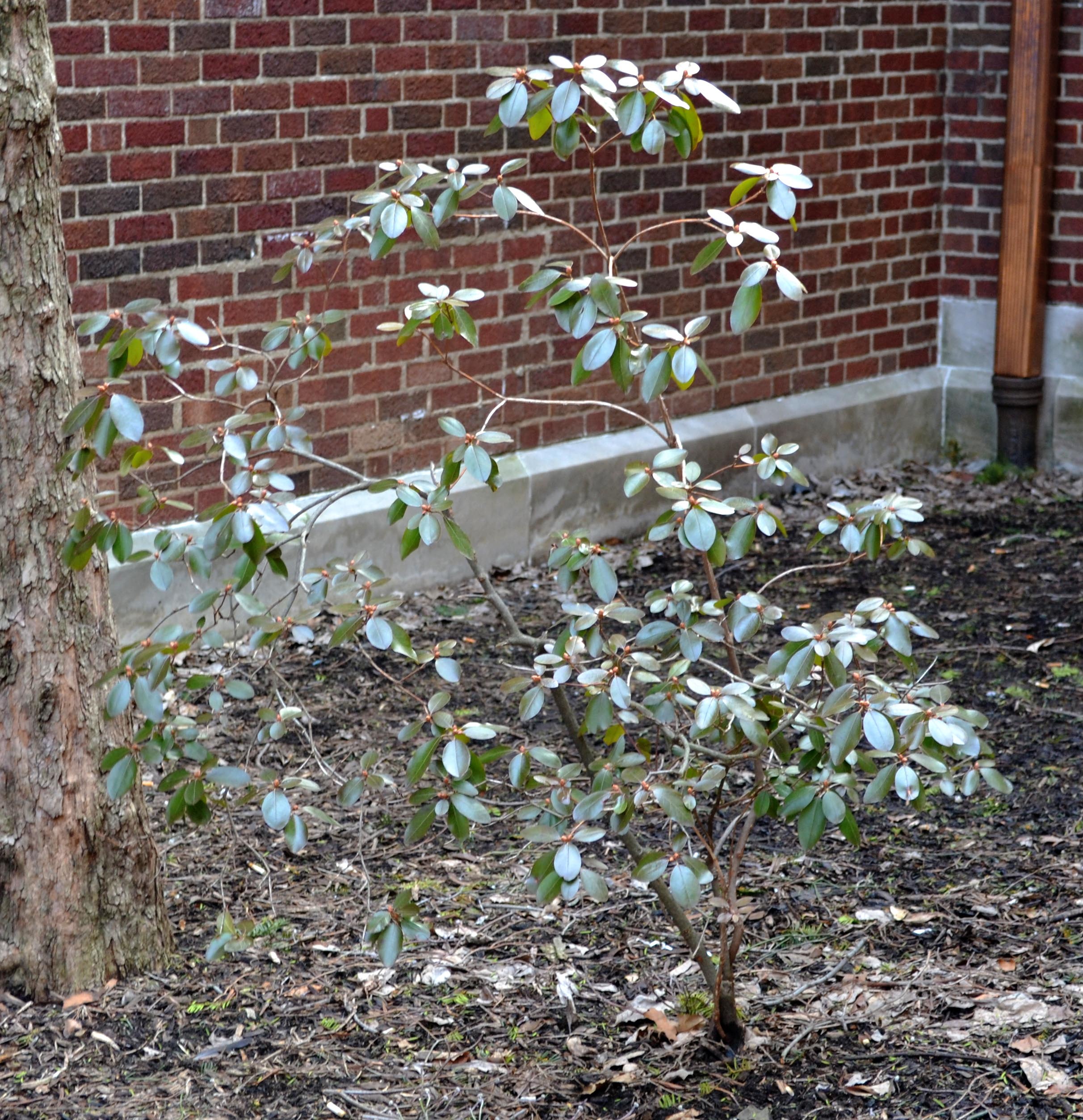 Rhododendron × ‘Purple Gem’ – Purdue Arboretum Explorer