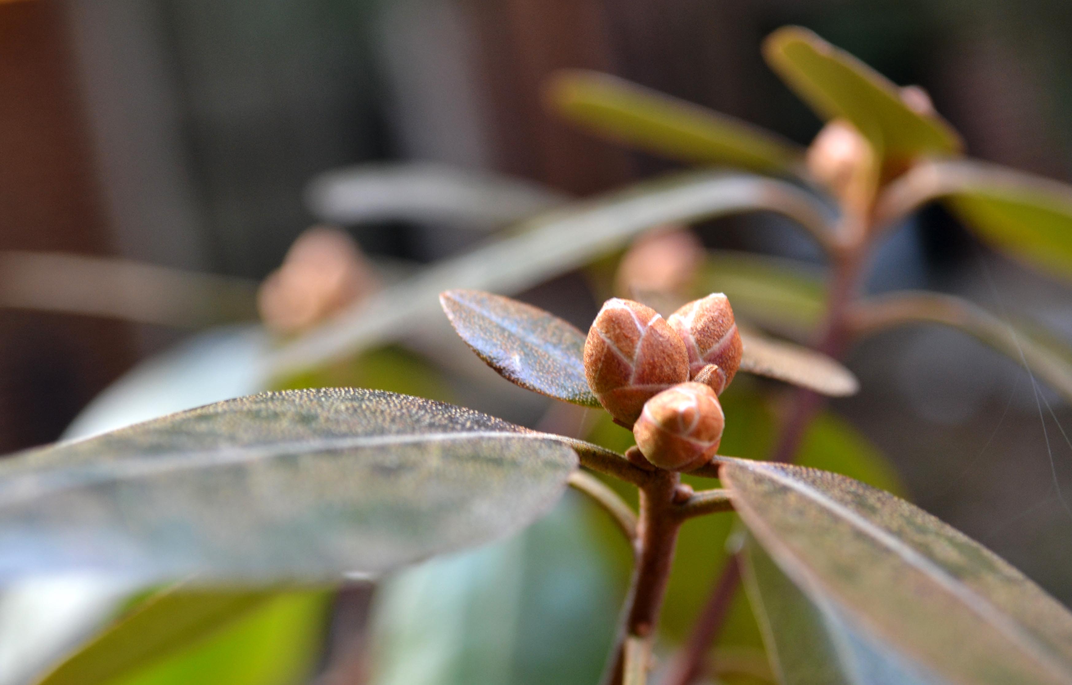 Rhododendron × ‘Purple Gem’ – Purdue Arboretum Explorer