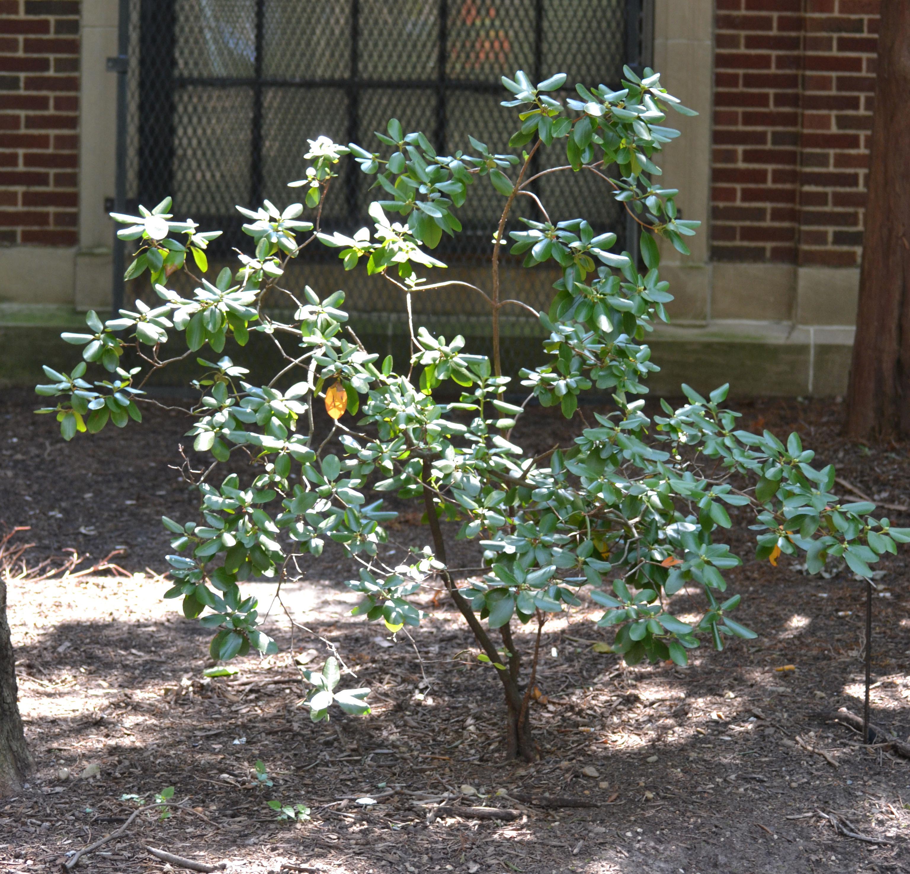 Rhododendron × ‘Purple Gem’ – Purdue Arboretum Explorer