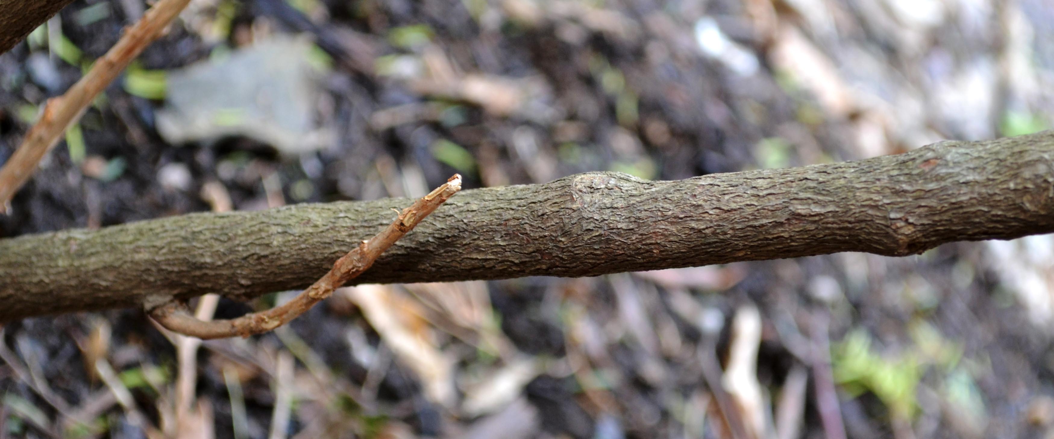 Rhododendron × ‘Purple Gem’ – Purdue Arboretum Explorer