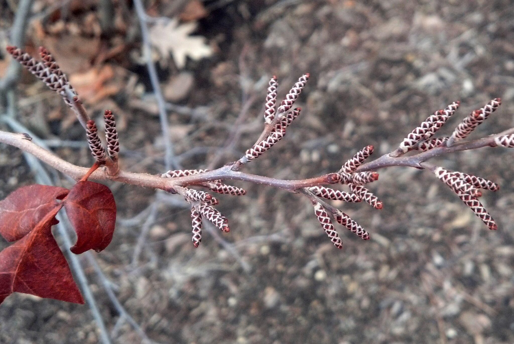 Rhus Aromatica Flowers