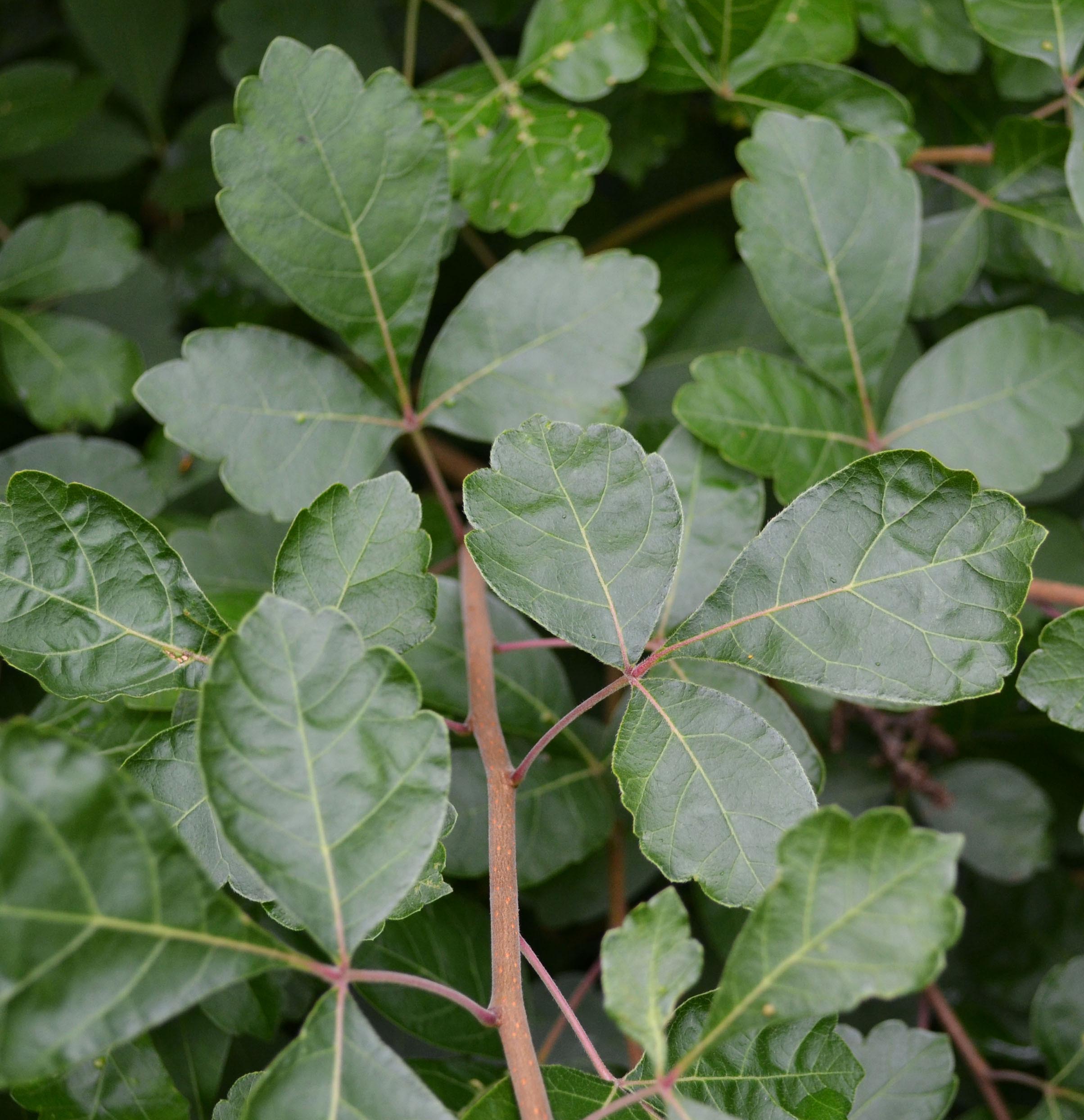 Rhus aromatica ‘Gro-low’ – Purdue Arboretum Explorer