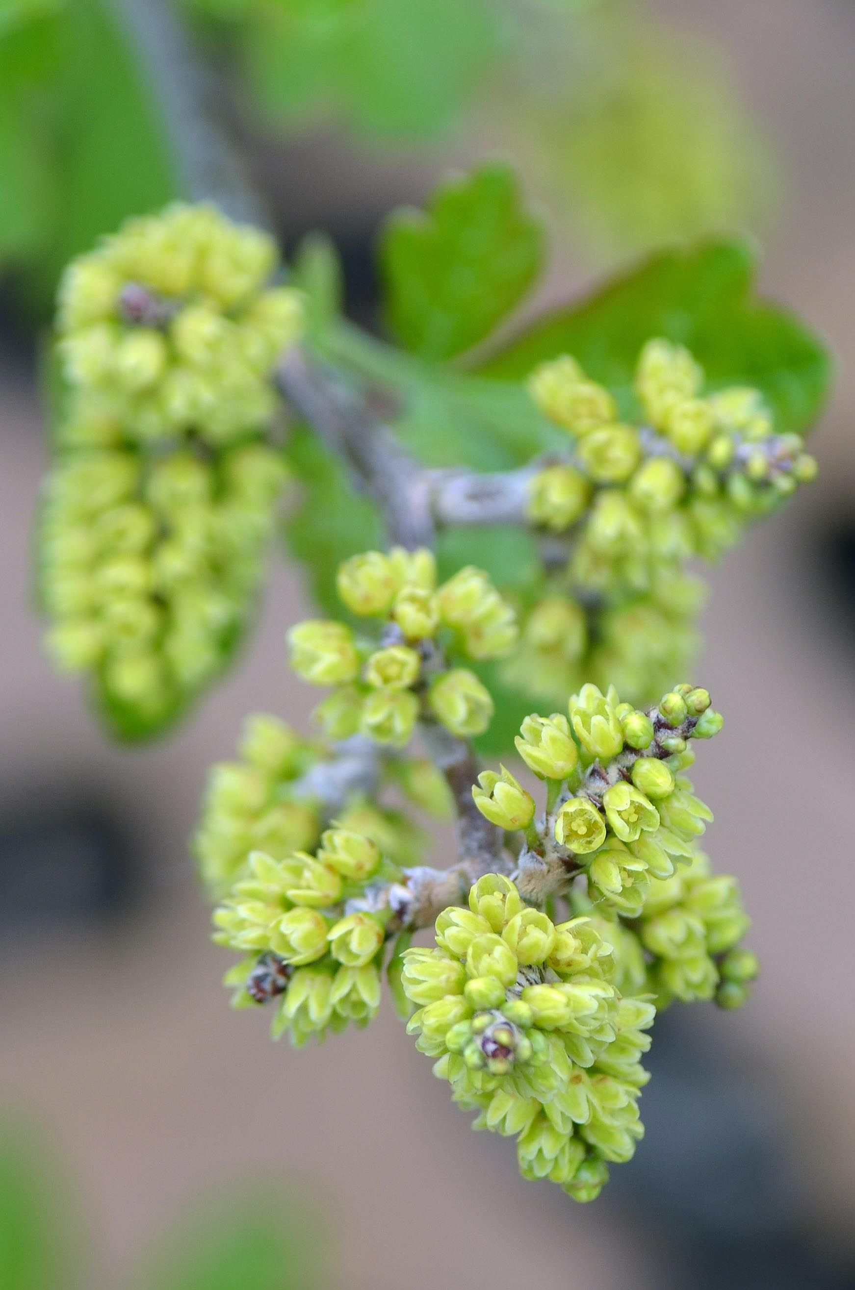 Rhus aromatica ‘Gro-low’ – Purdue Arboretum Explorer