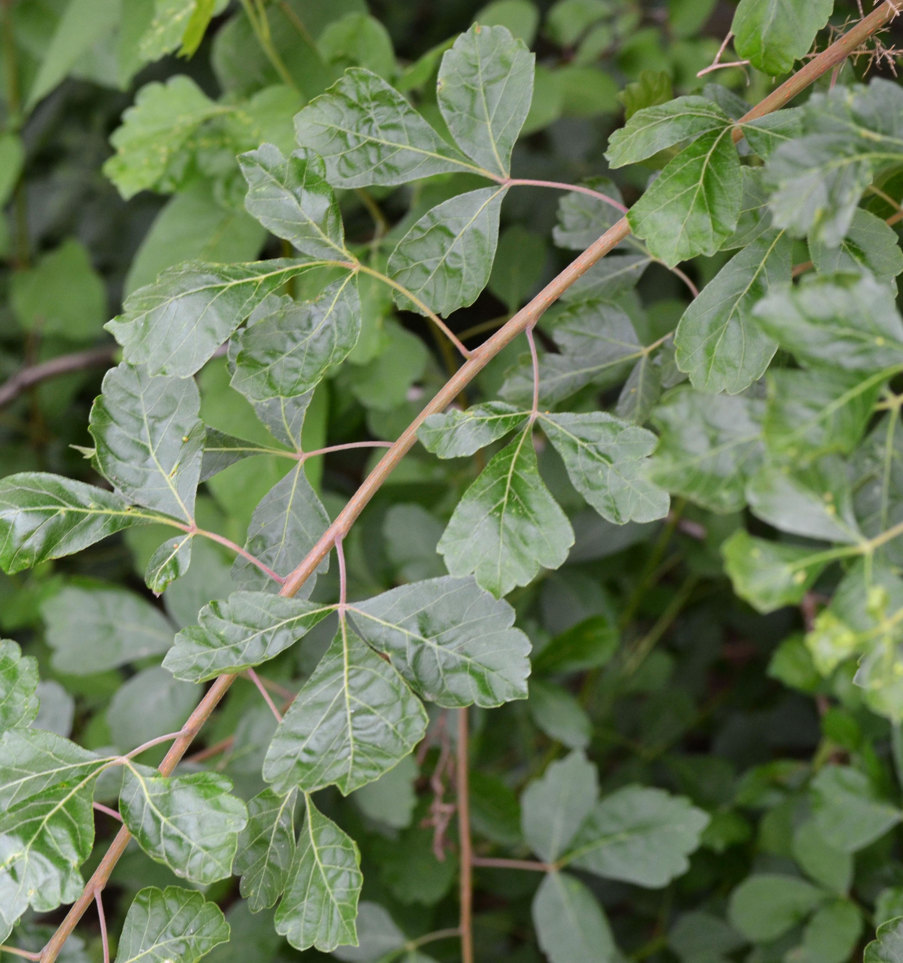 Rhus aromatica ‘Gro-low’ – Purdue Arboretum Explorer