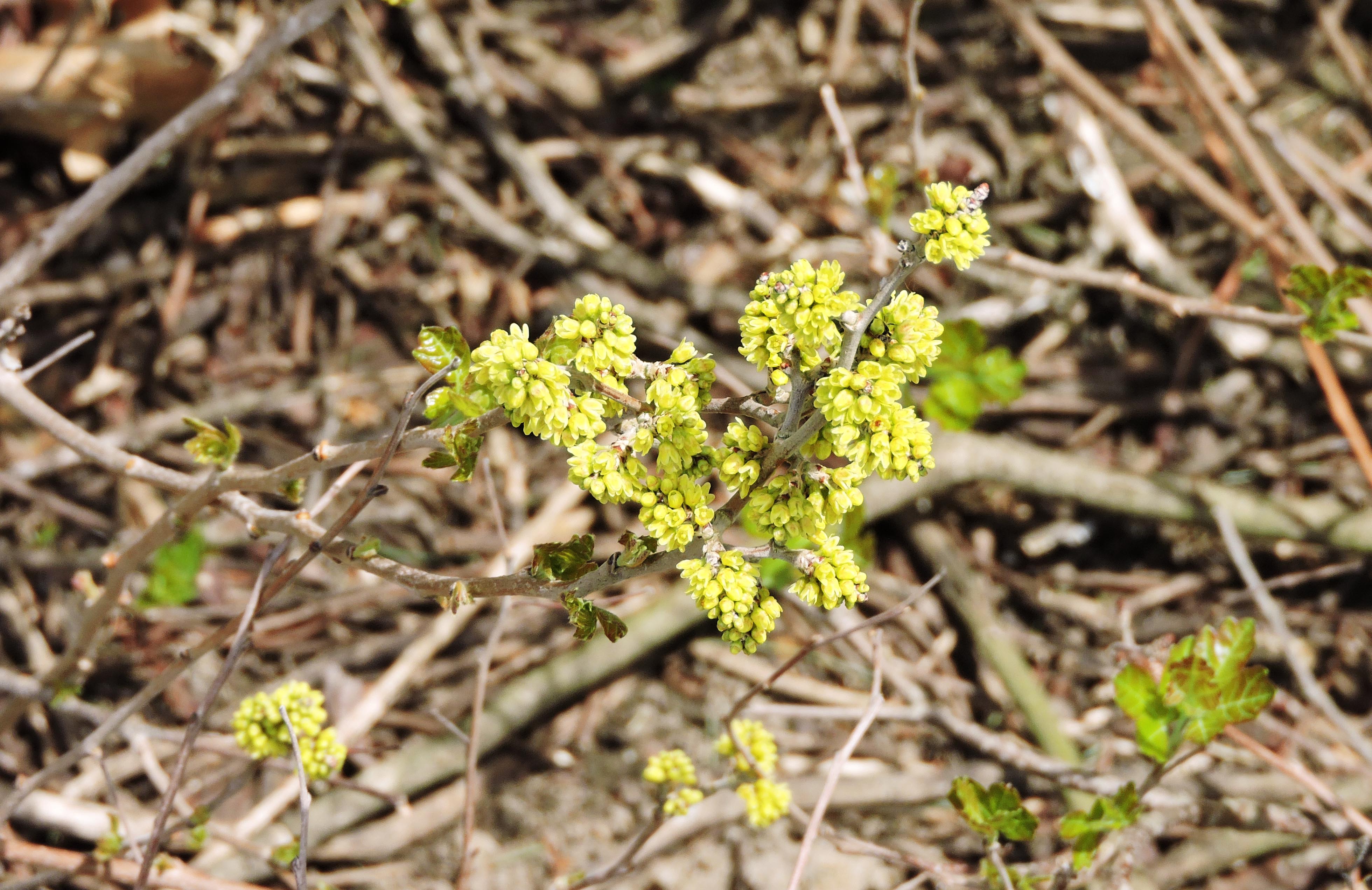 Rhus aromatica ‘Gro-low’ – Purdue Arboretum Explorer