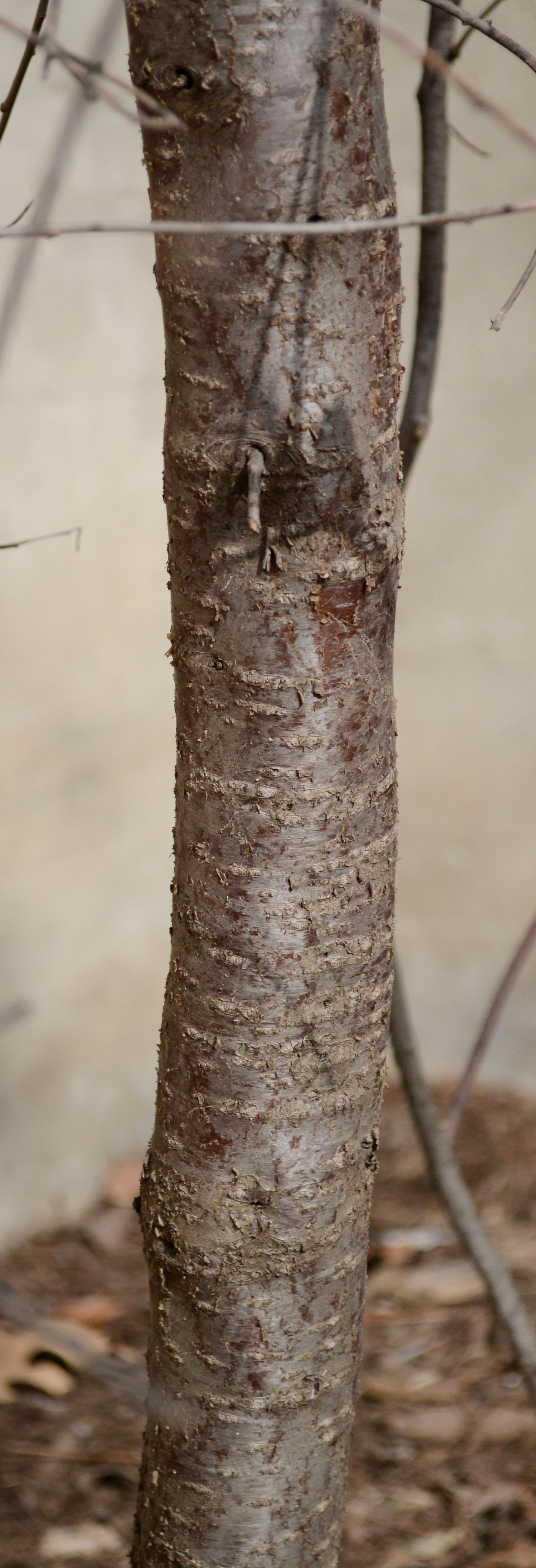 Robinia hispida var. fertilis – Purdue Arboretum Explorer