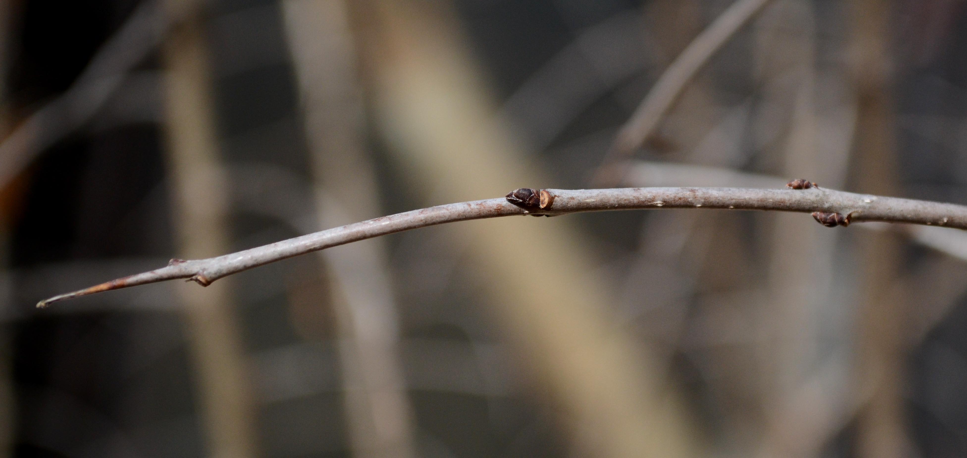 Robinia hispida var. fertilis – Purdue Arboretum Explorer