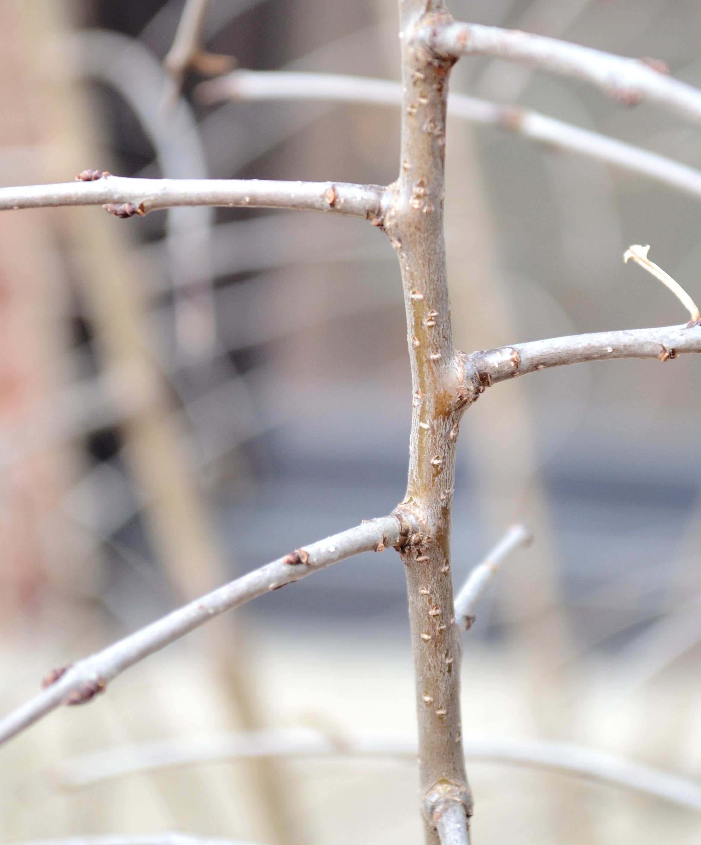 Robinia hispida var. fertilis – Purdue Arboretum Explorer