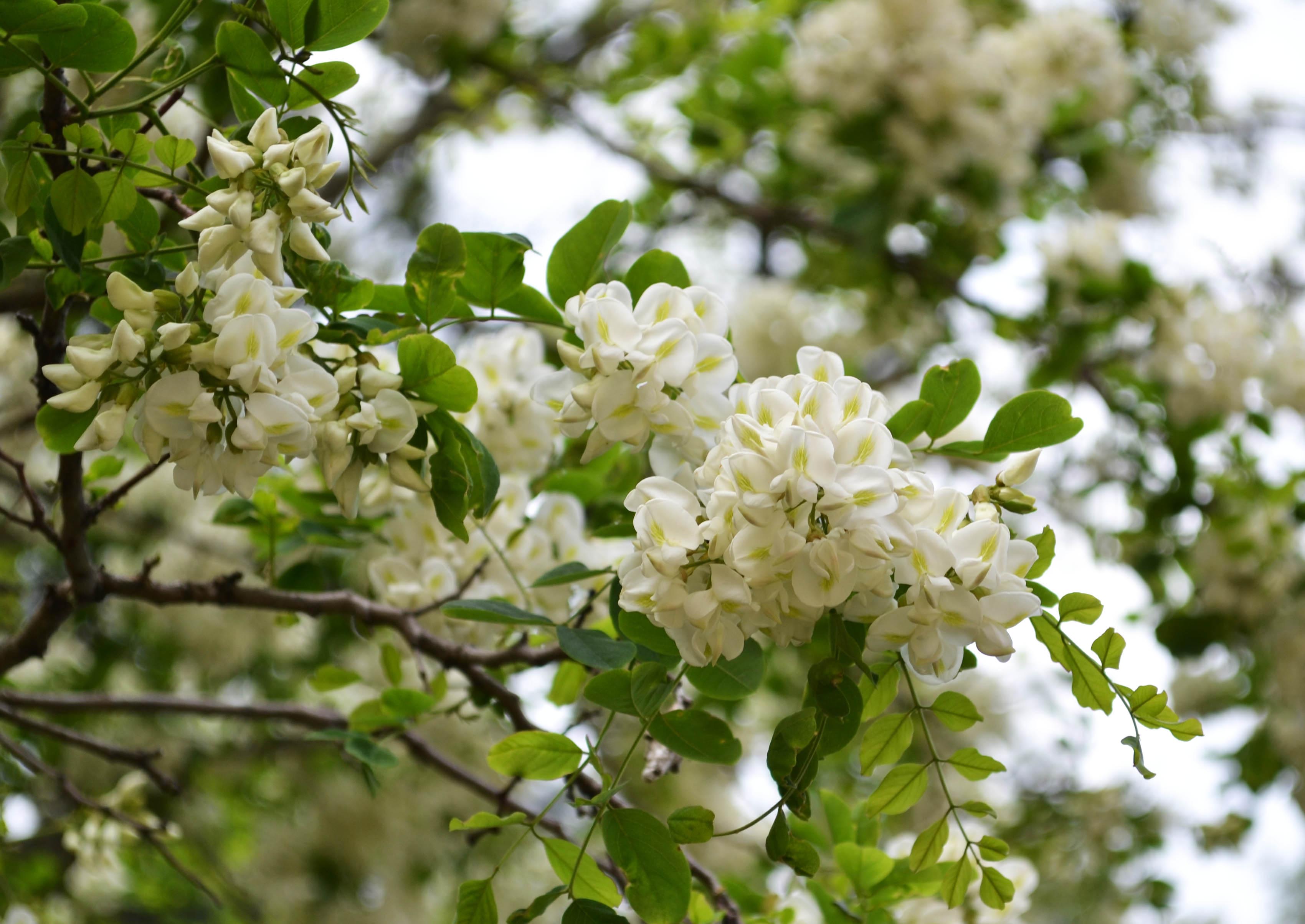 Robinia pseudoacacia – Purdue Arboretum Explorer