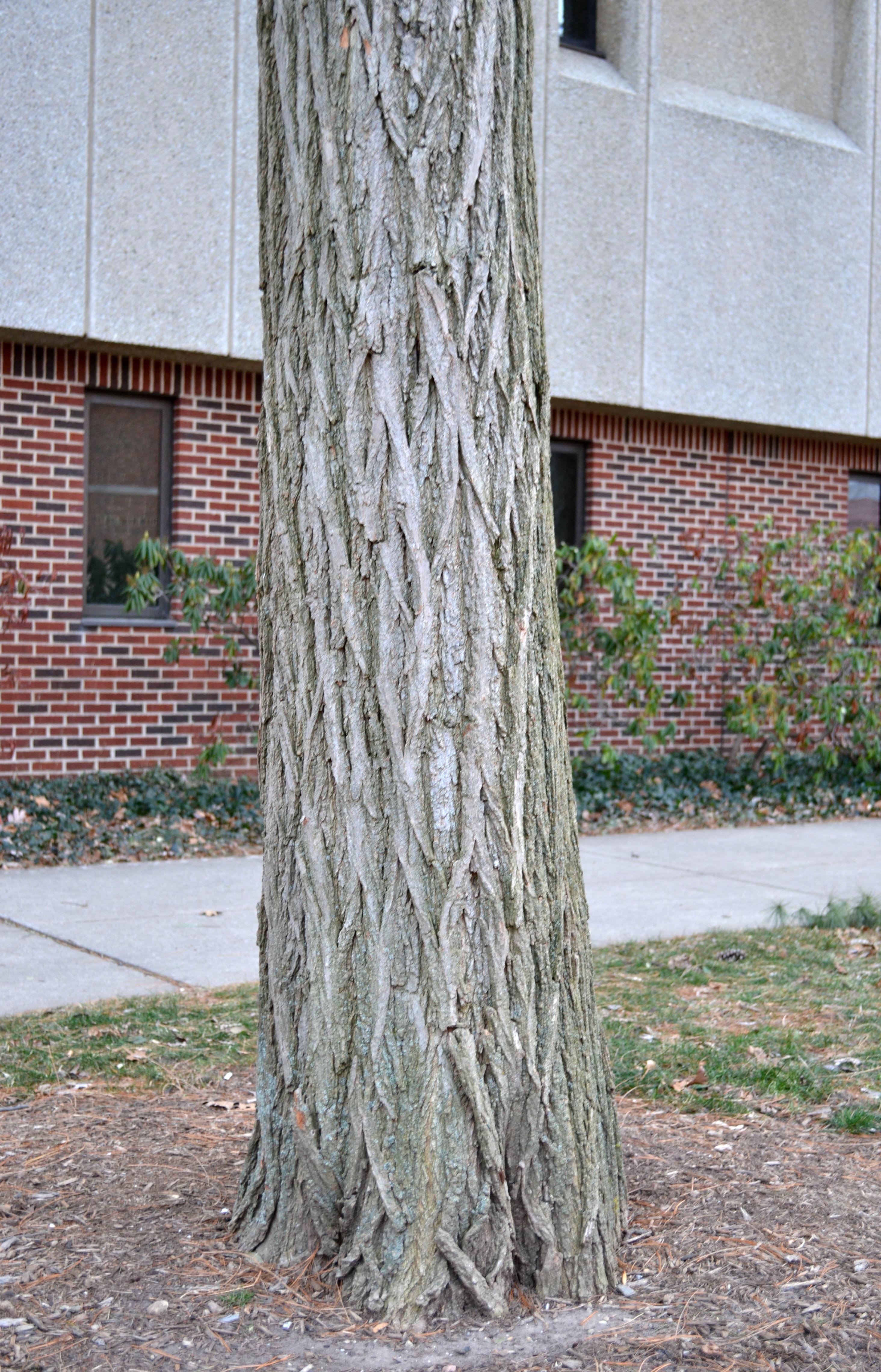 Robinia pseudoacacia – Purdue Arboretum Explorer