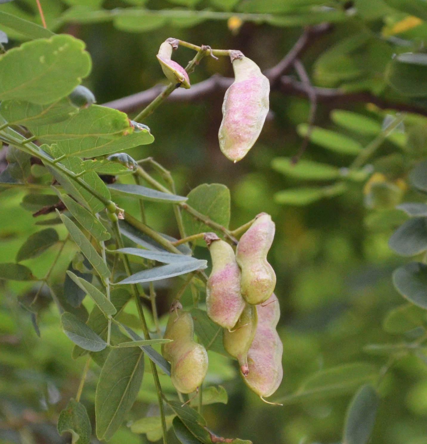 Robinia pseudoacacia – Purdue Arboretum Explorer