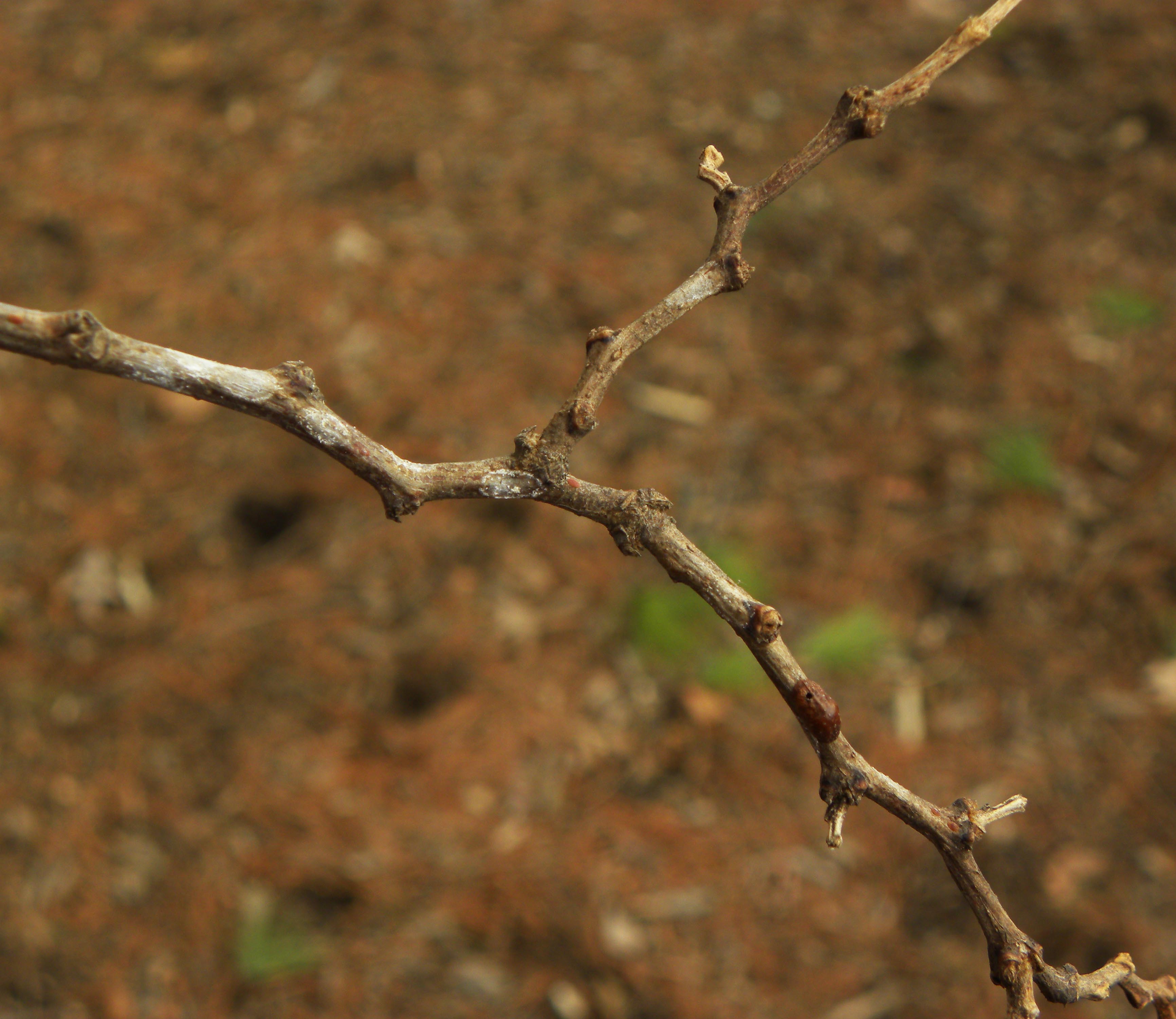 Robinia pseudoacacia – Purdue Arboretum Explorer
