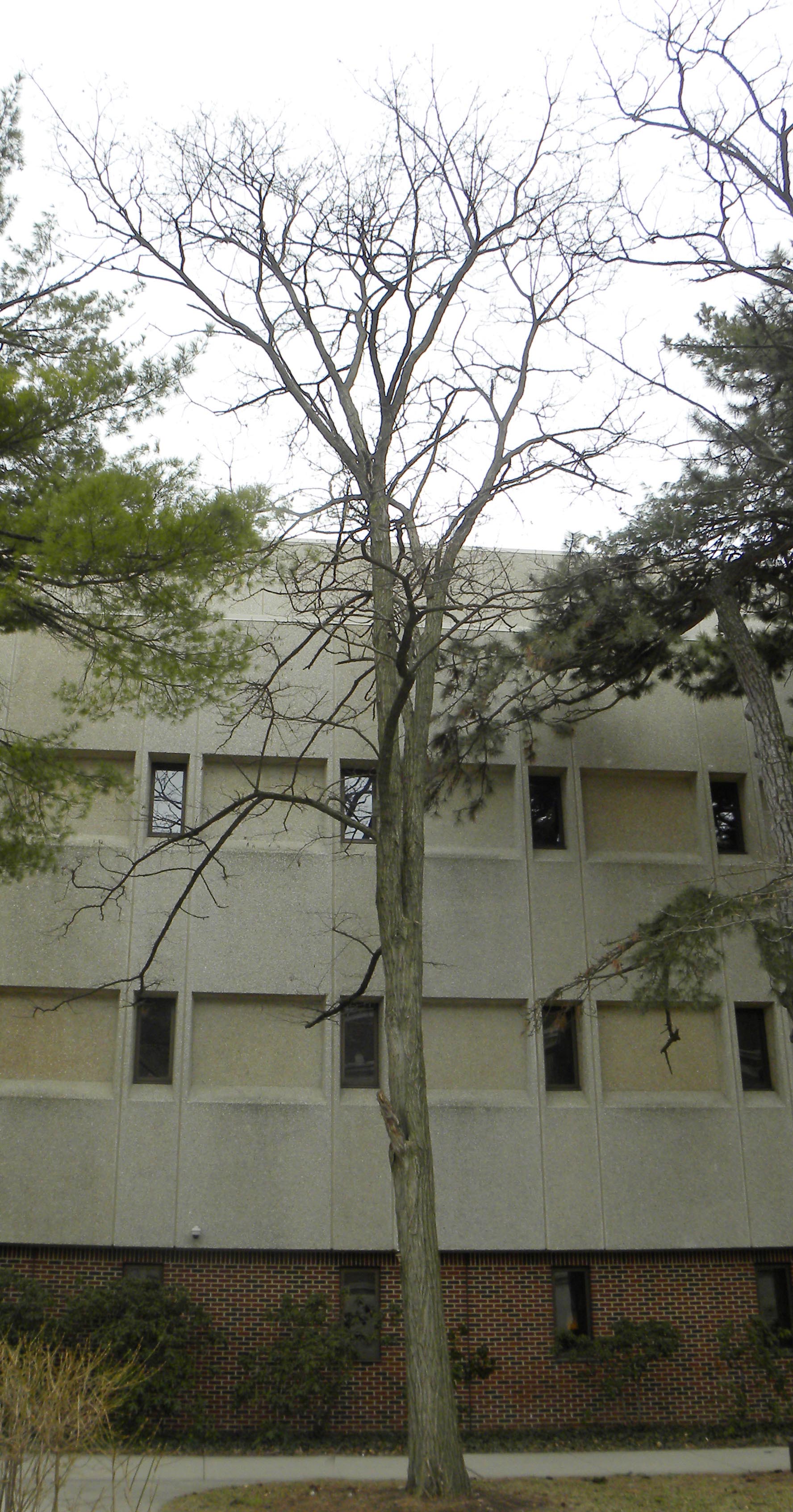 Robinia pseudoacacia – Purdue Arboretum Explorer