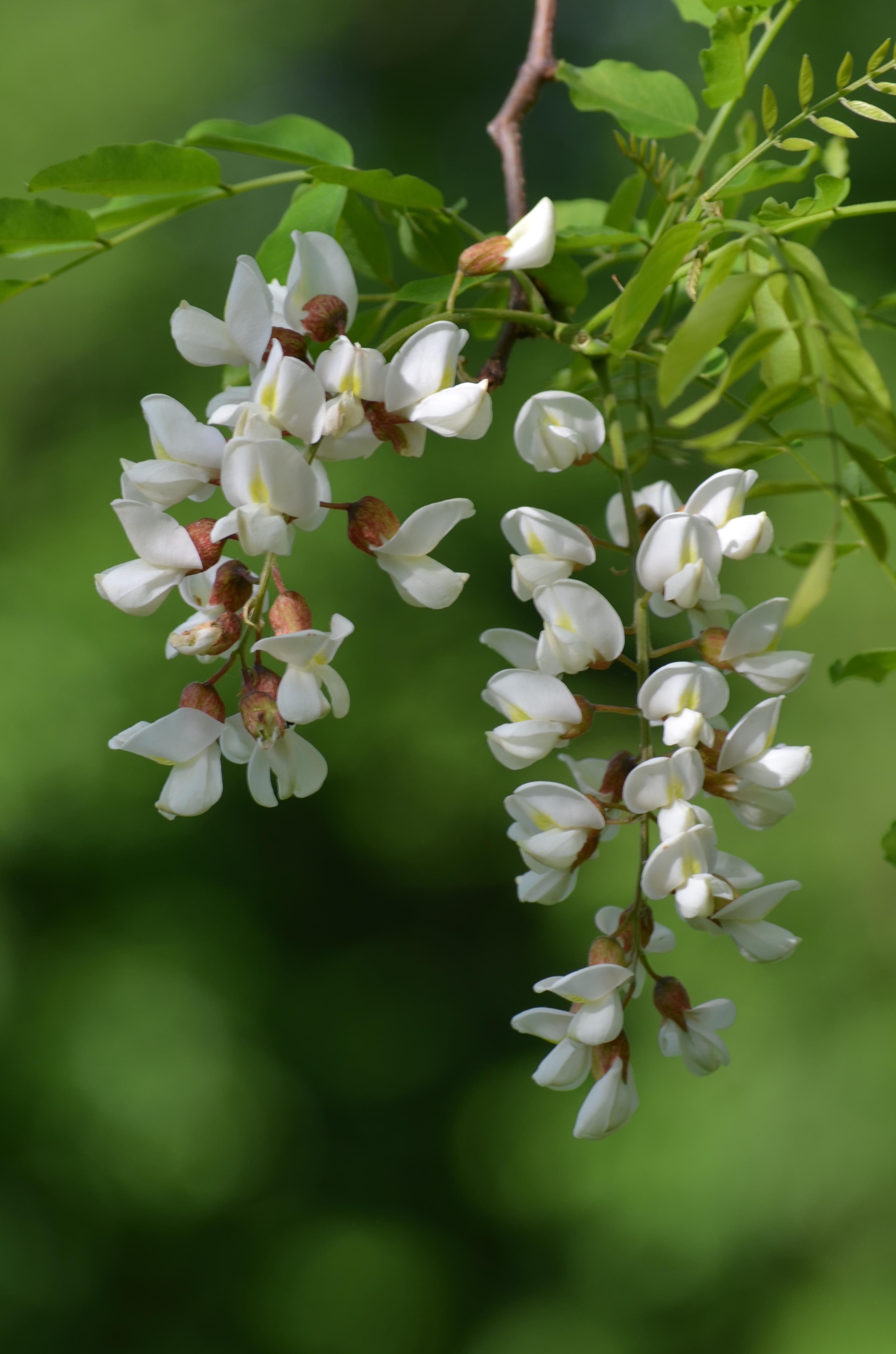 Robinia pseudoacacia – Purdue Arboretum Explorer