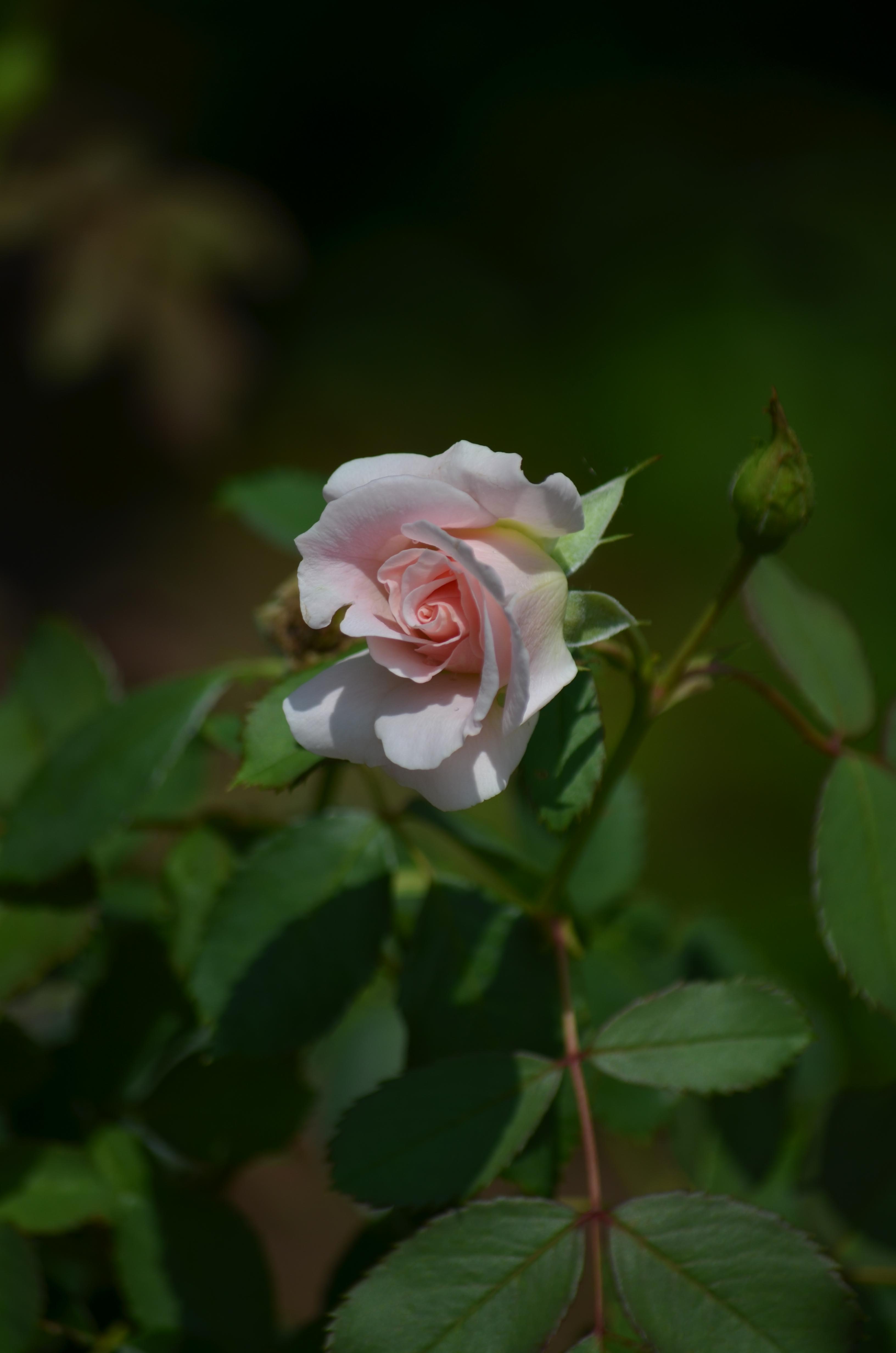 Rosa × ‘Morden Blush’ – Purdue Arboretum Explorer