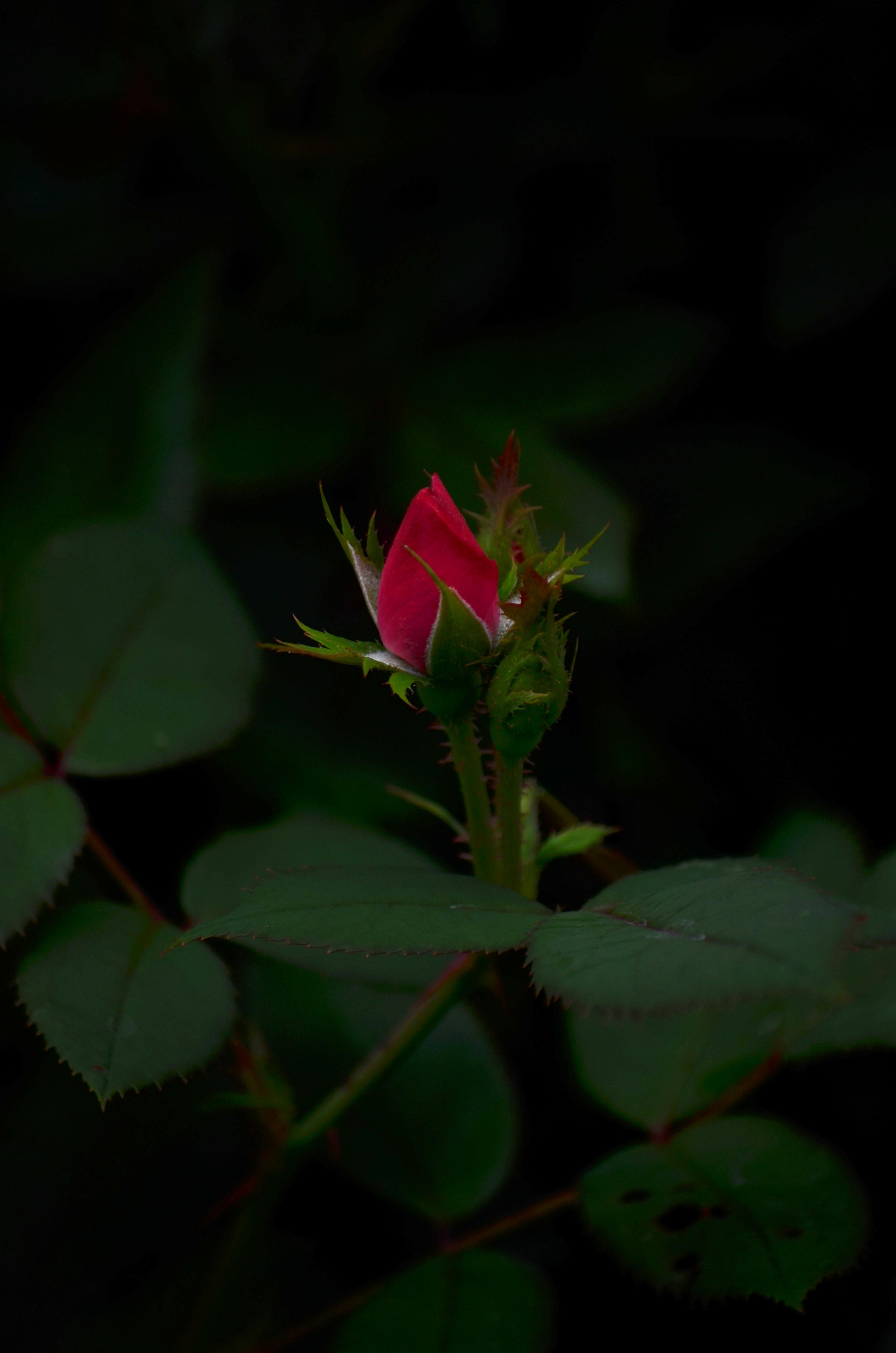 Rosa × ‘Nearly Wild’ – Purdue Arboretum Explorer