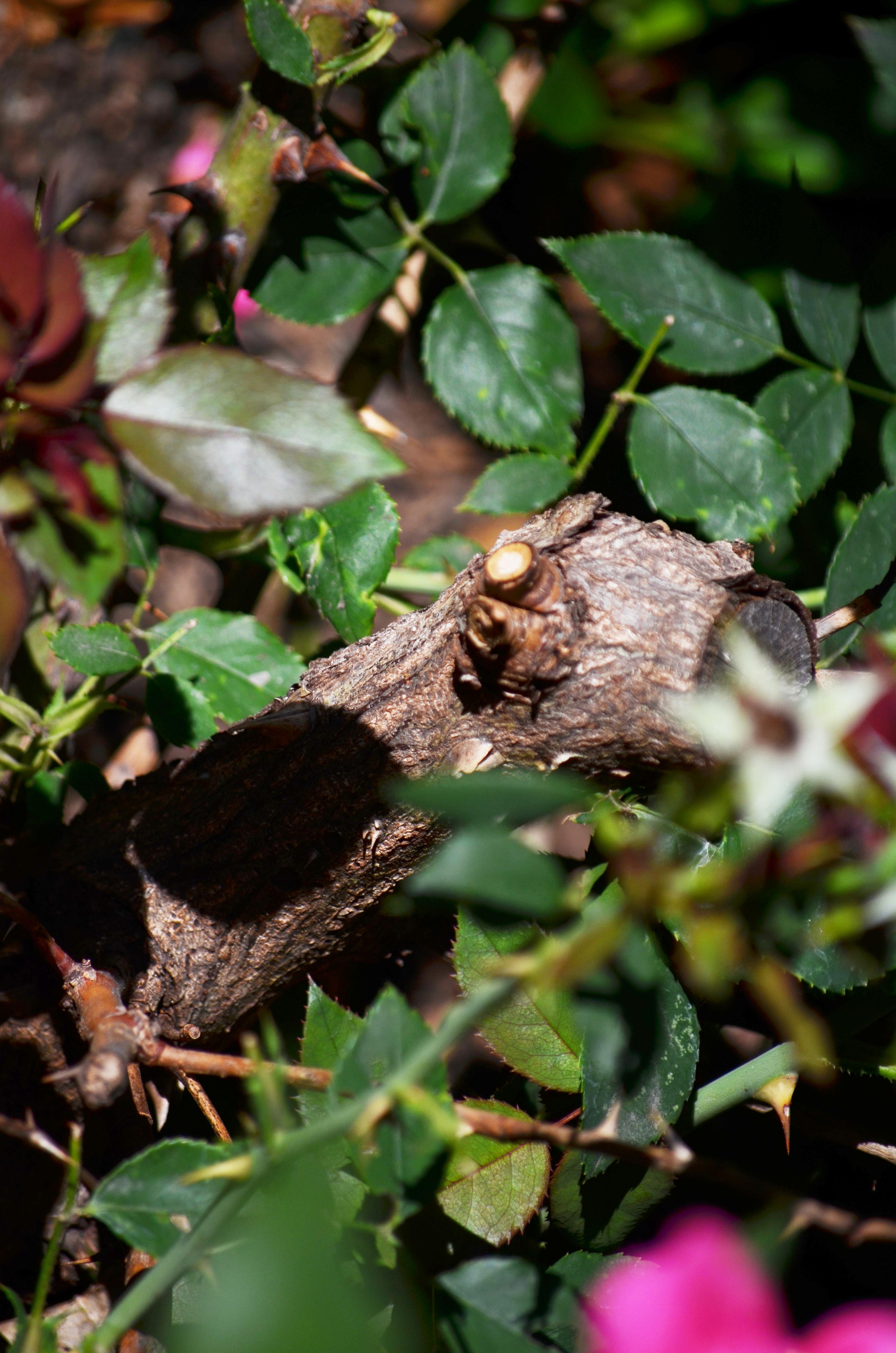 Rosa × ‘Nearly Wild’ – Purdue Arboretum Explorer