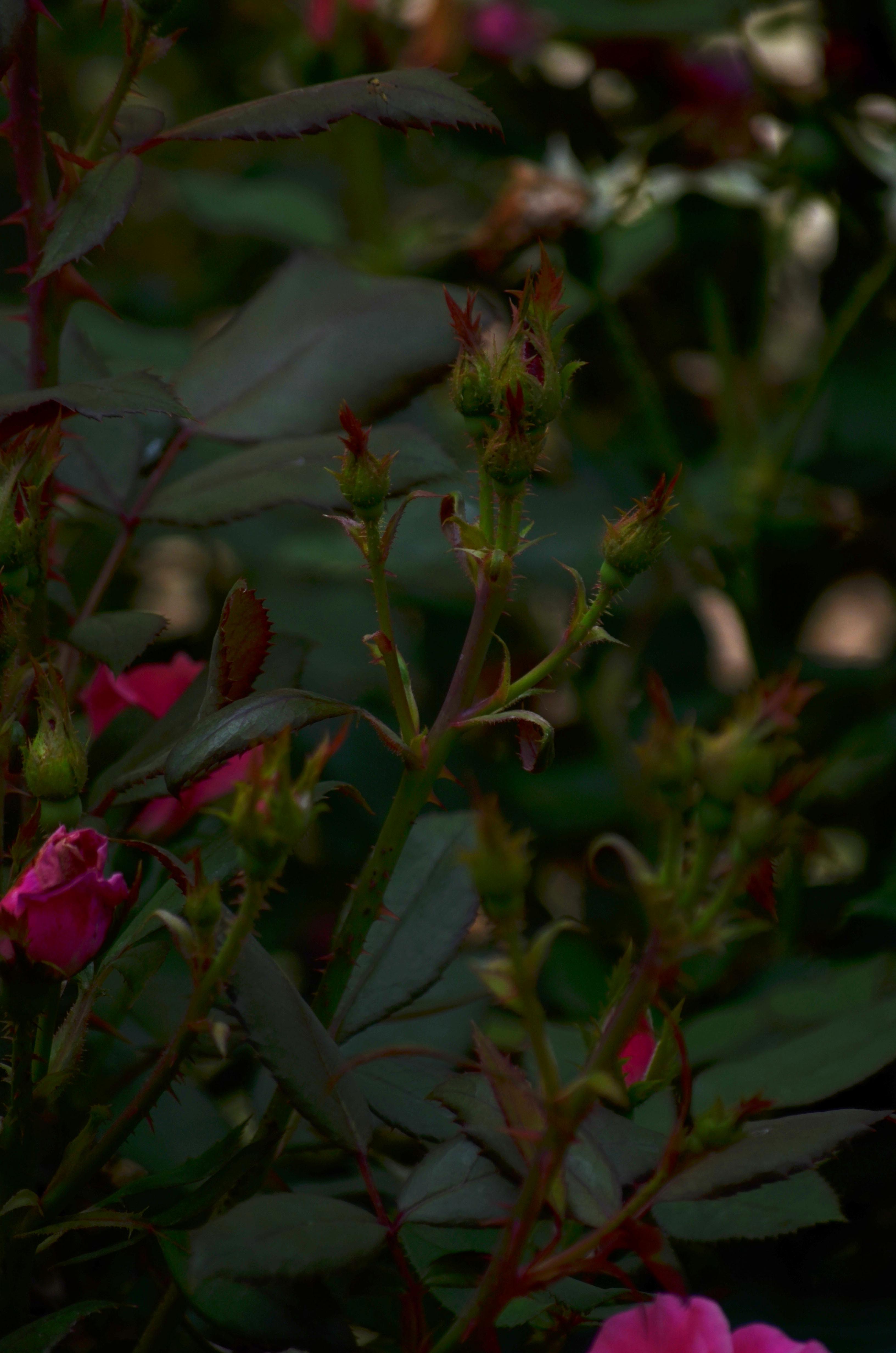 Rosa × ‘Nearly Wild’ – Purdue Arboretum Explorer