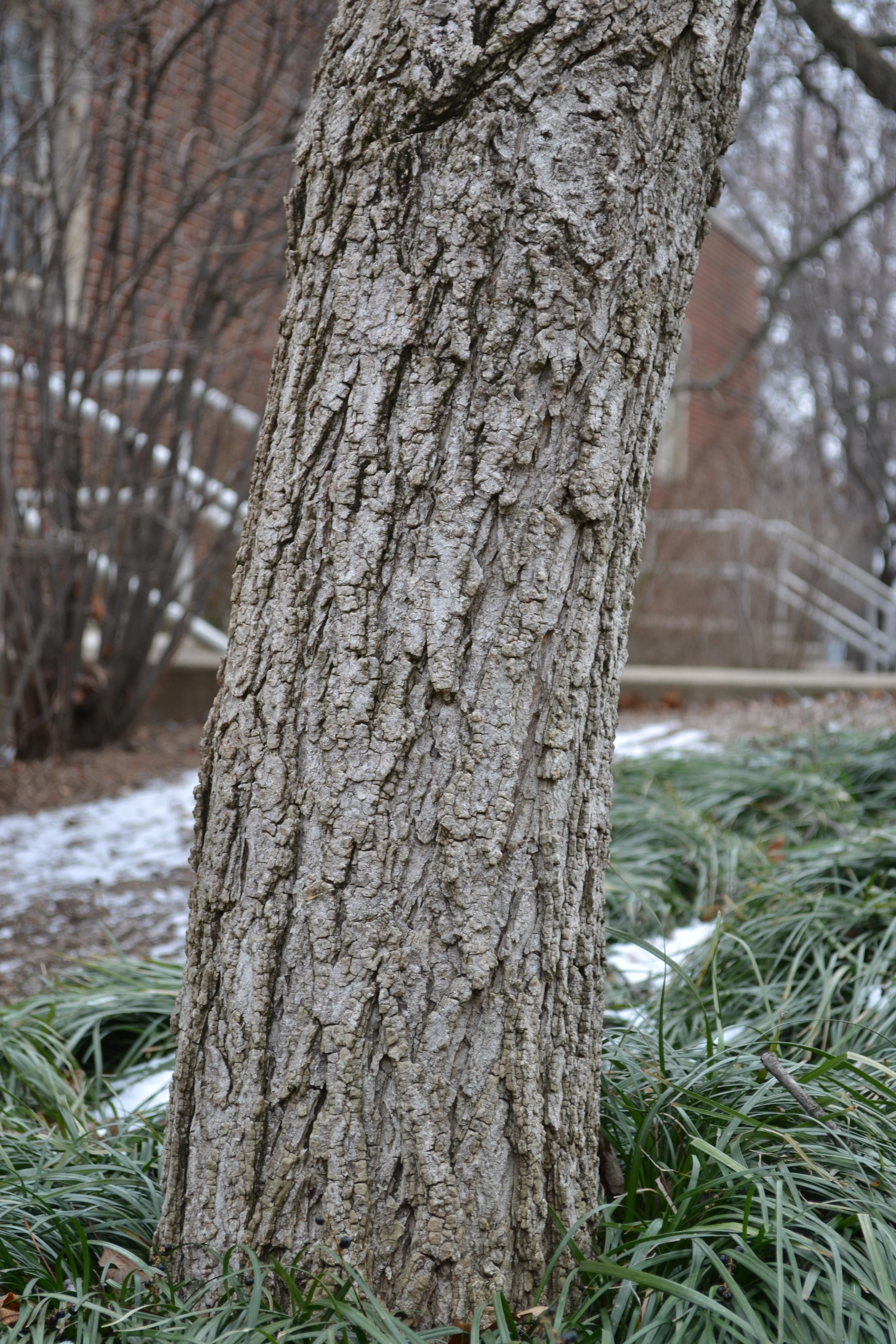 Aesculus glabra – Purdue Arboretum Explorer