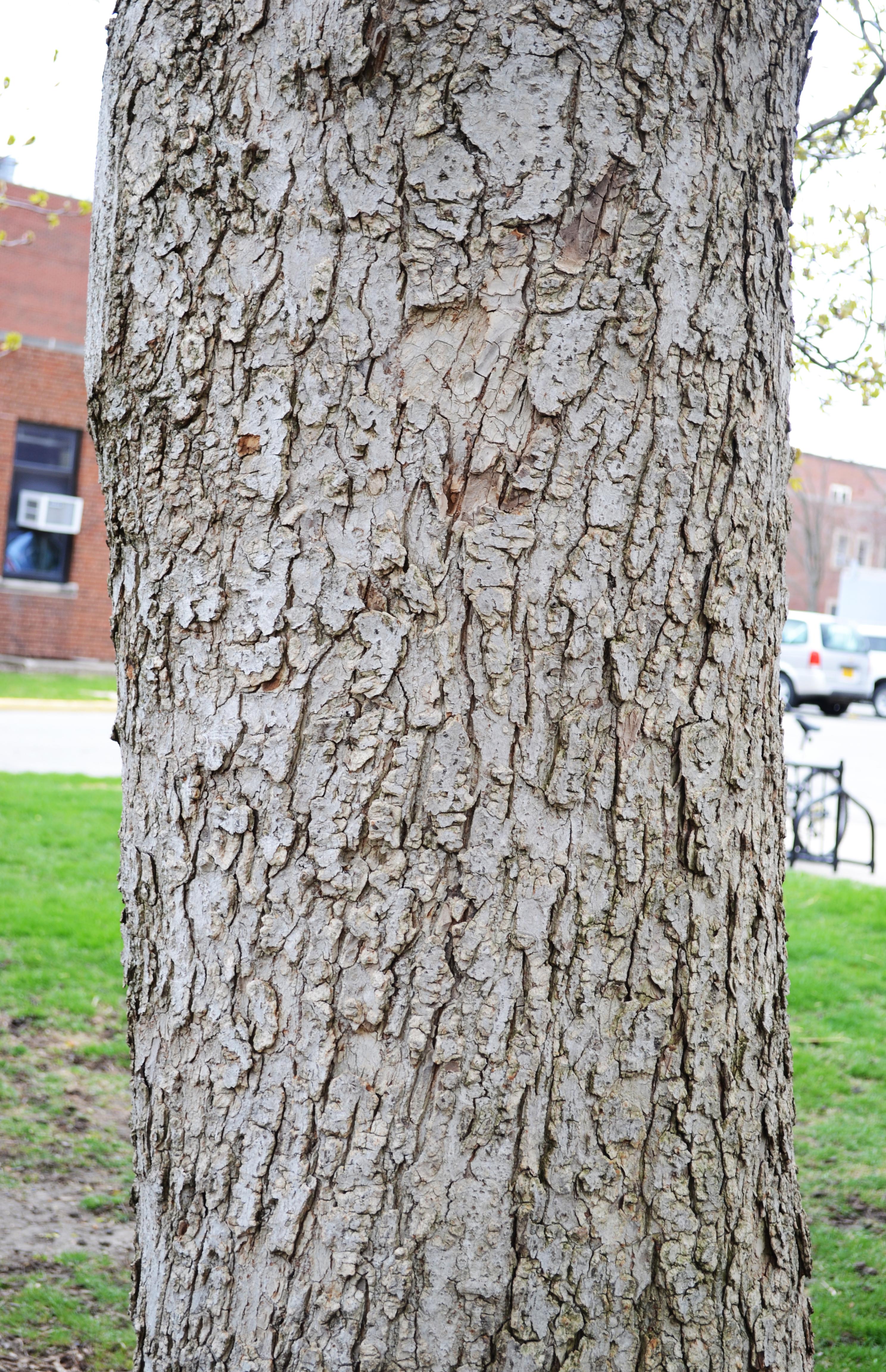 Aesculus glabra – Purdue Arboretum Explorer