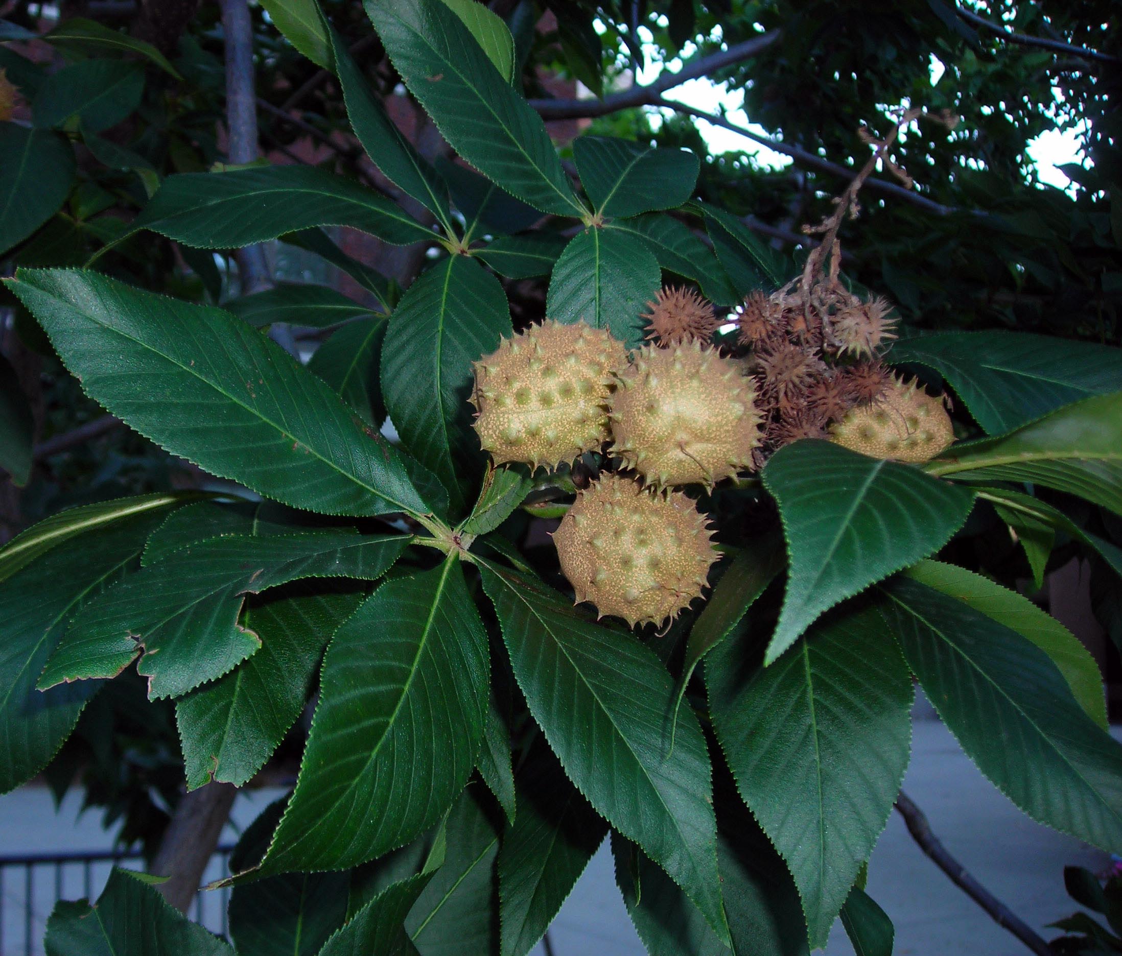 Aesculus glabra (Ohio Buckeye) – Purdue Arboretum Explorer