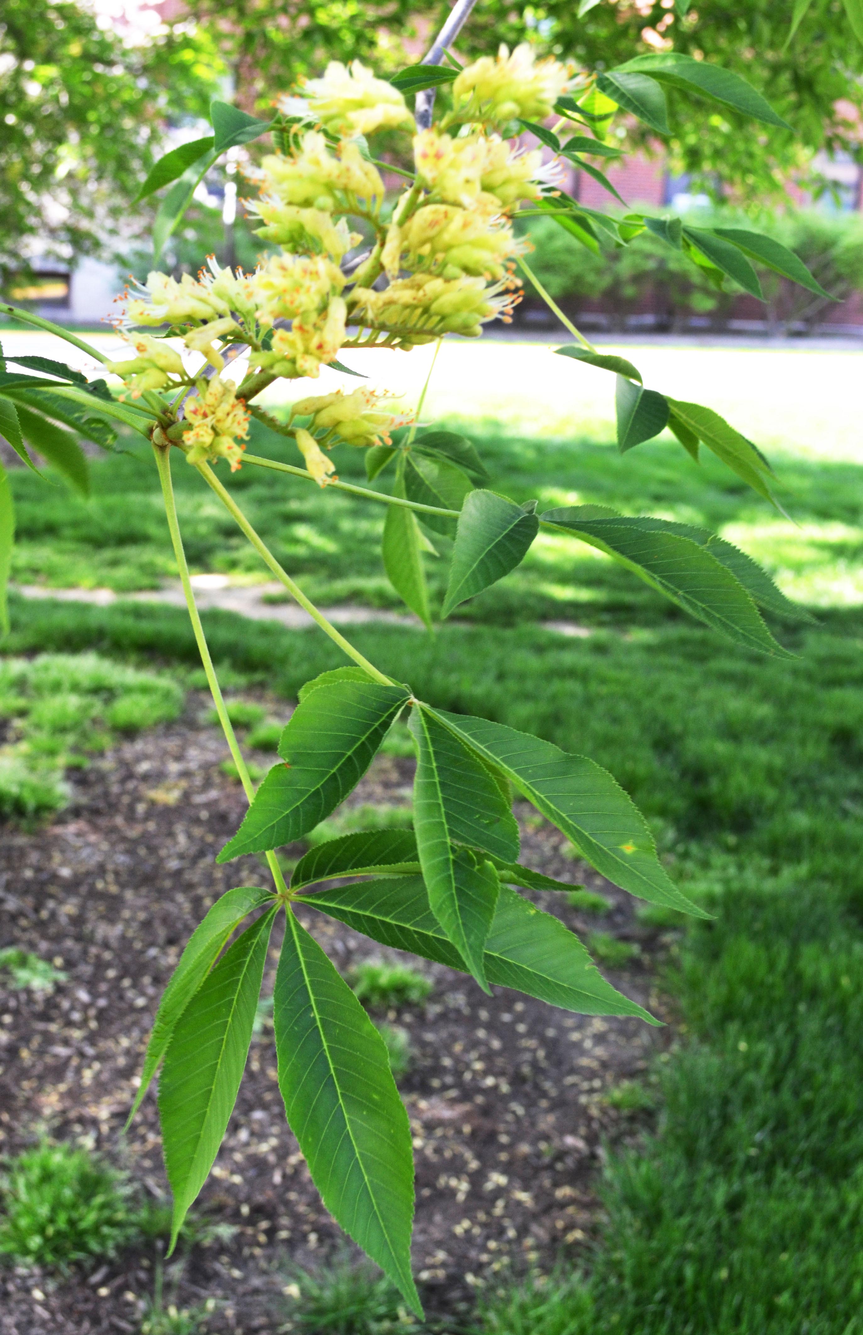 Aesculus glabra (Ohio Buckeye) – Purdue Arboretum Explorer