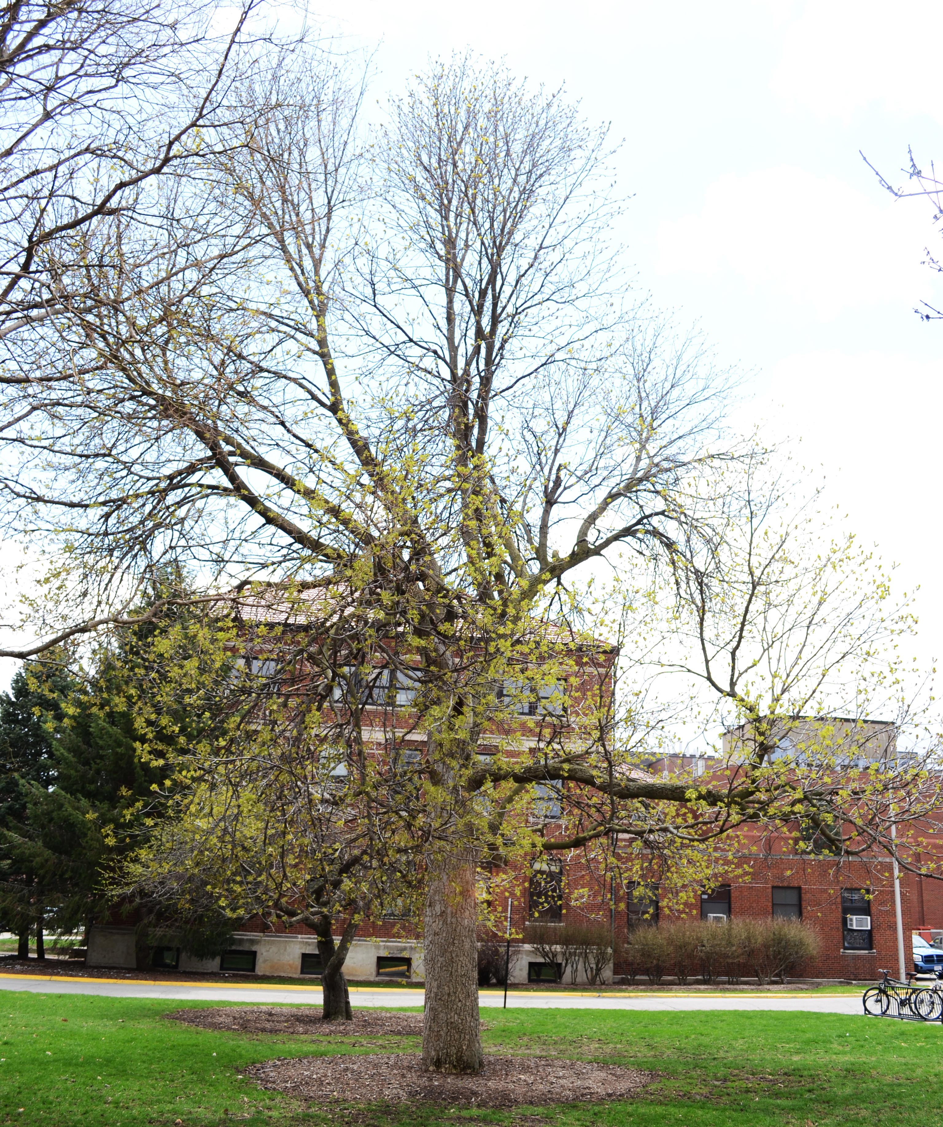 Aesculus glabra – Purdue Arboretum Explorer