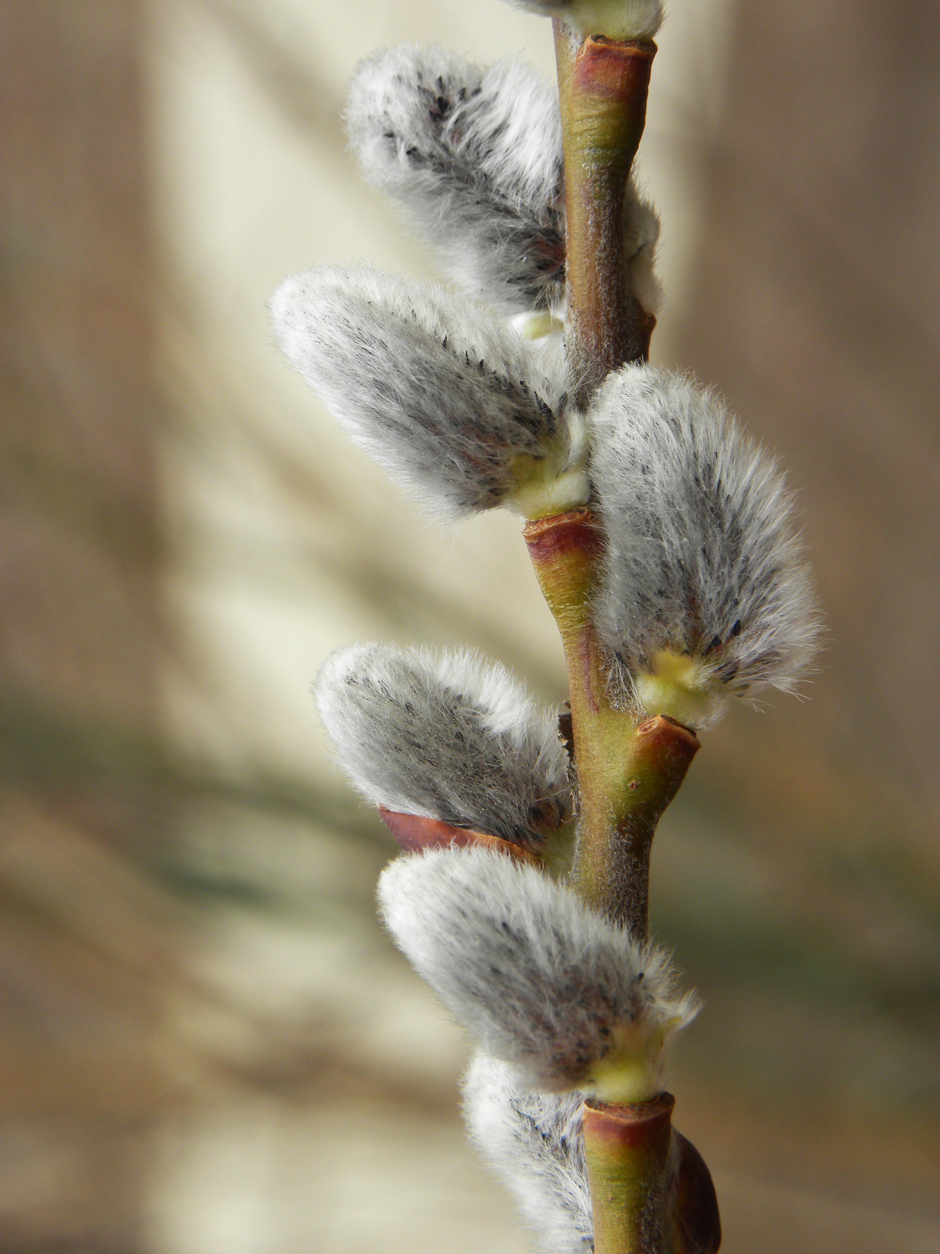 Salix humilis – Purdue Arboretum Explorer