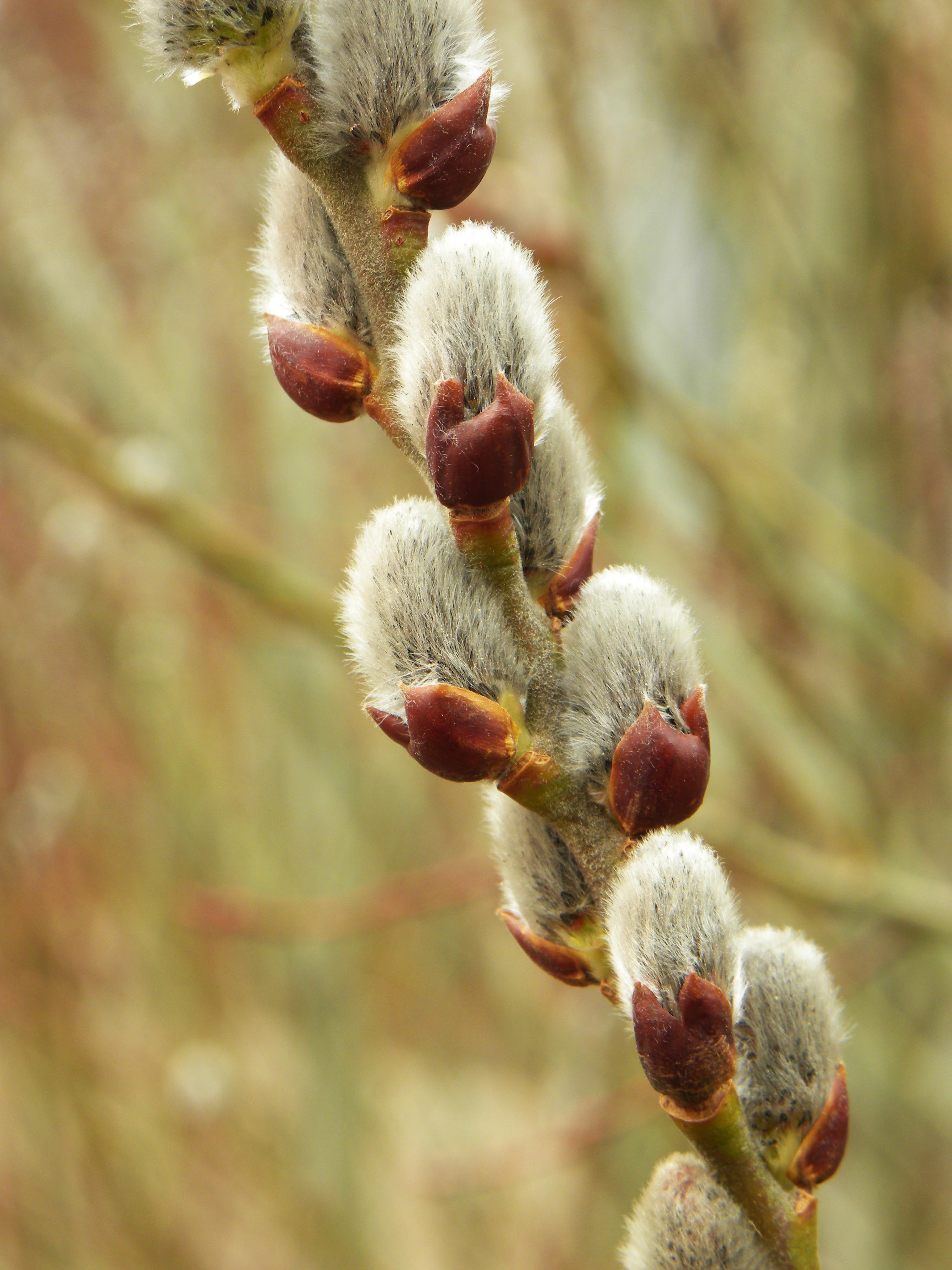 Salix humilis – Purdue Arboretum Explorer