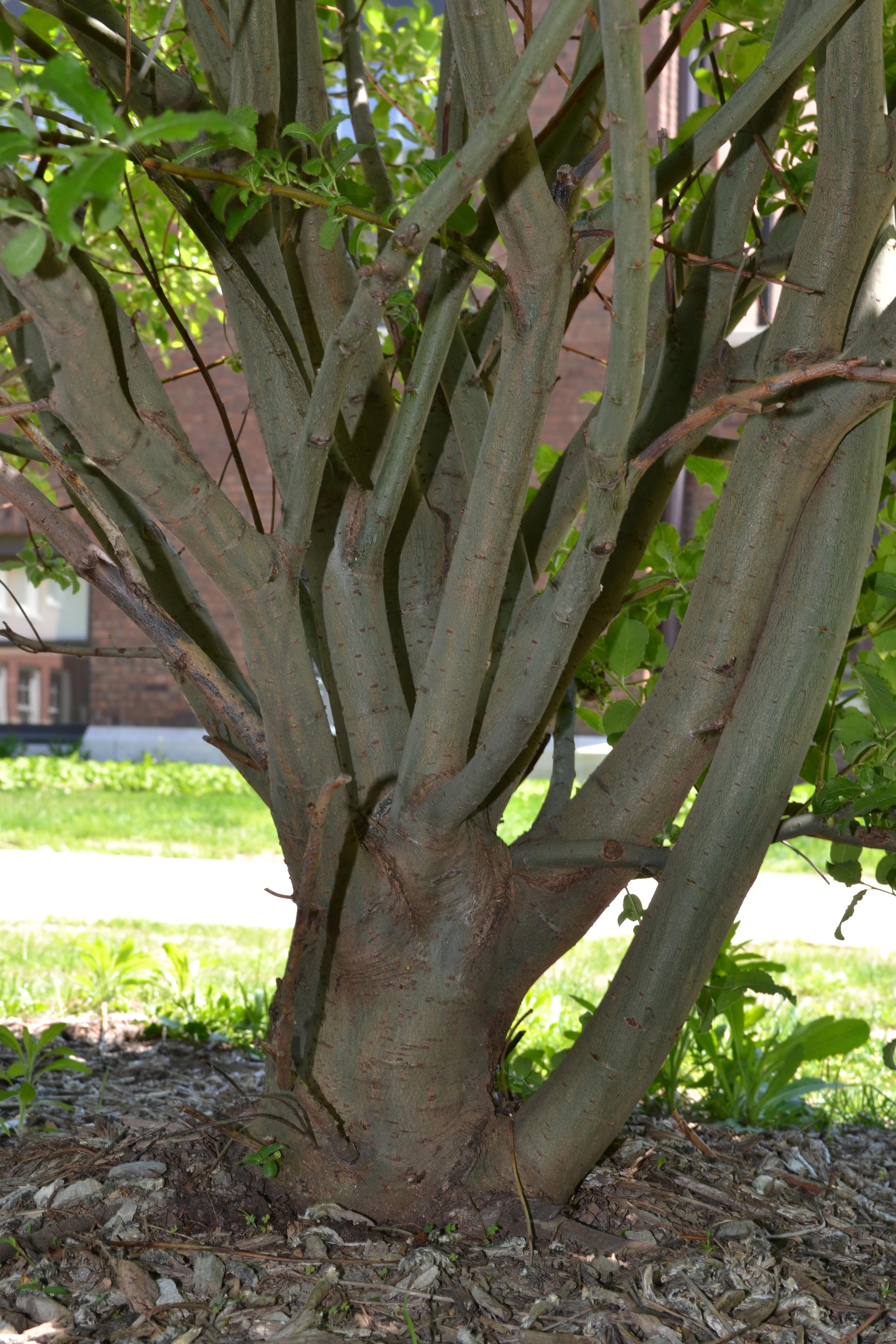 Salix humilis – Purdue Arboretum Explorer