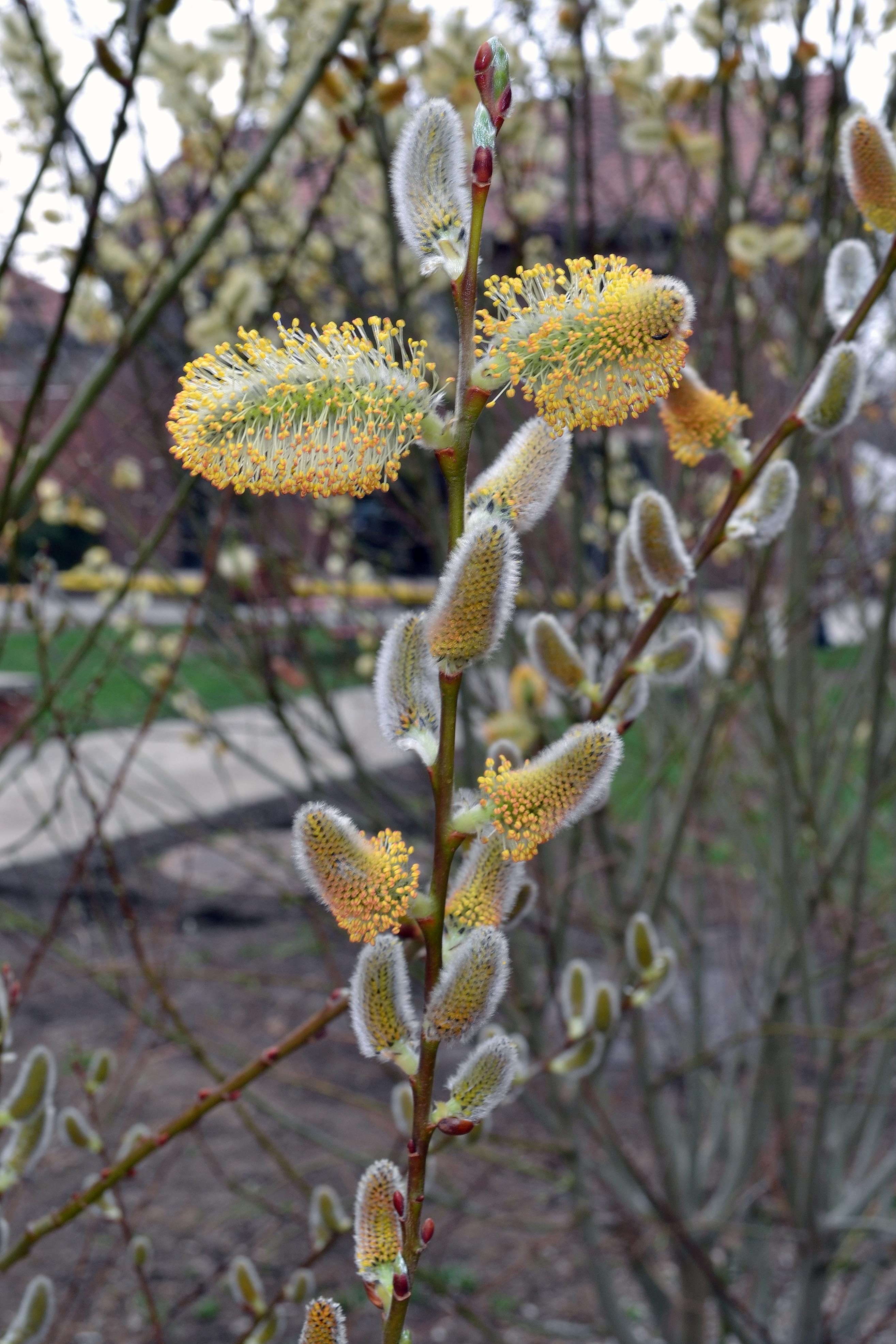 Salix humilis – Purdue Arboretum Explorer