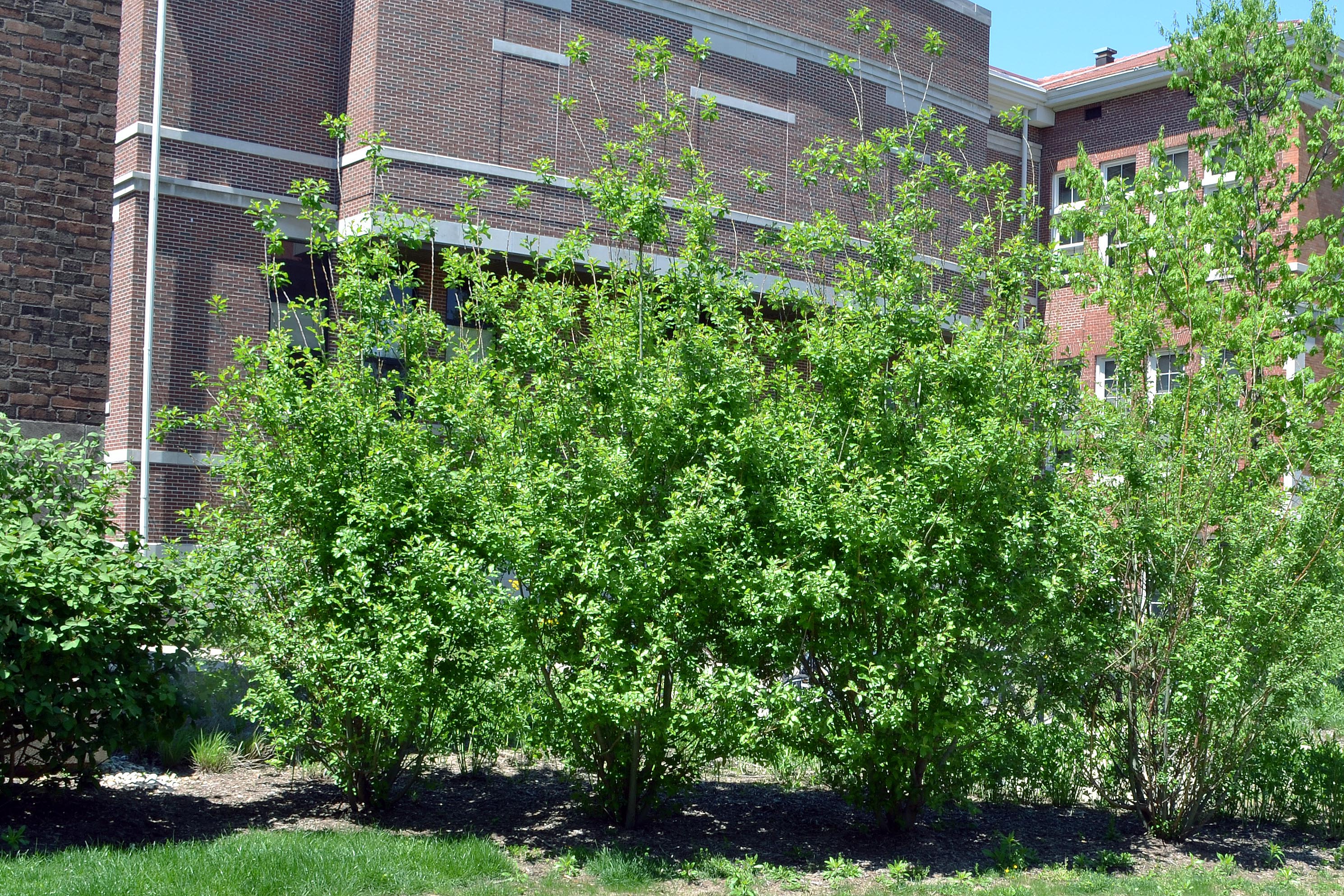 Salix humilis – Purdue Arboretum Explorer