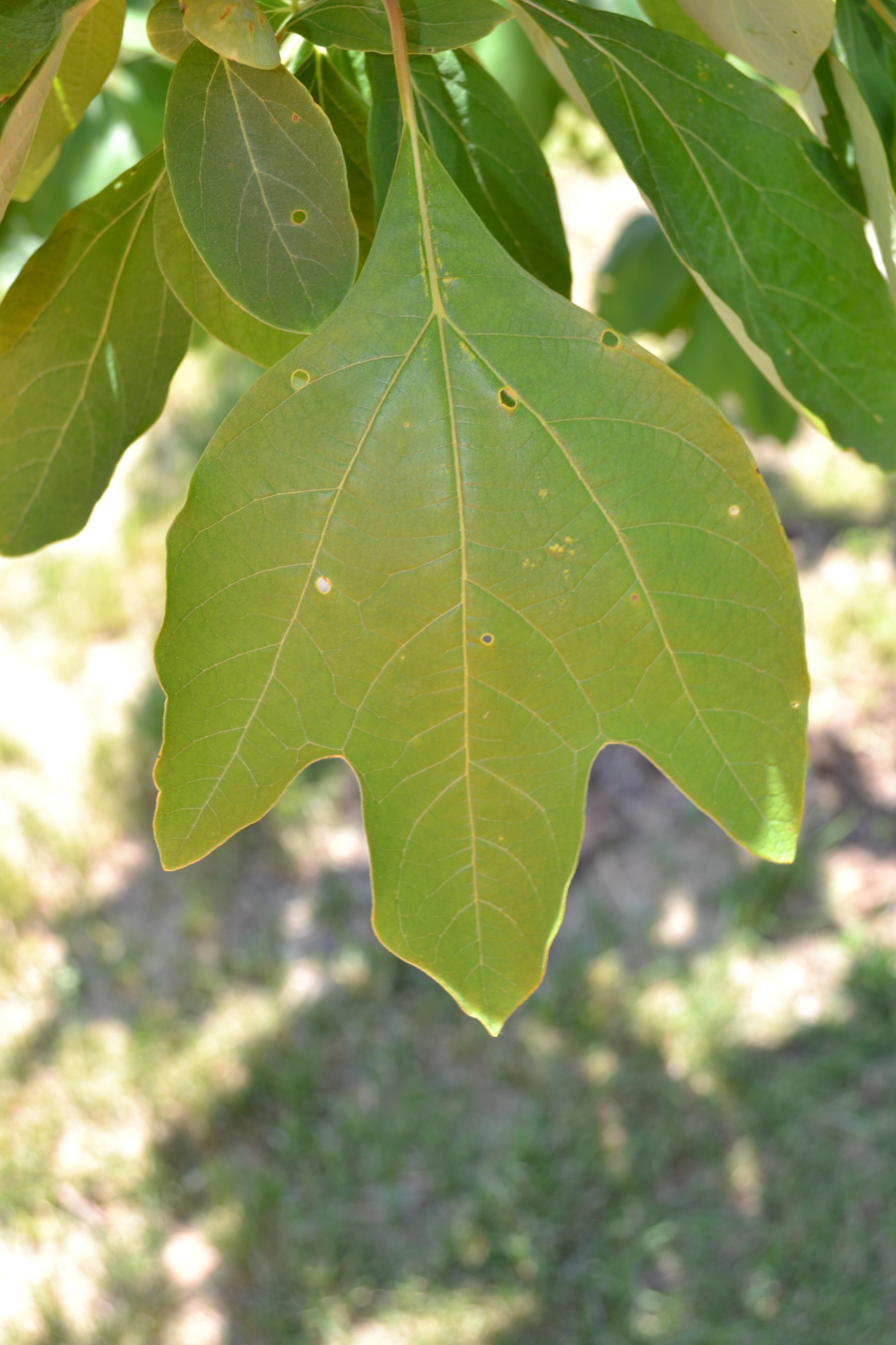 Sassafras albidum (Common Sassafras) – Purdue Arboretum Explorer