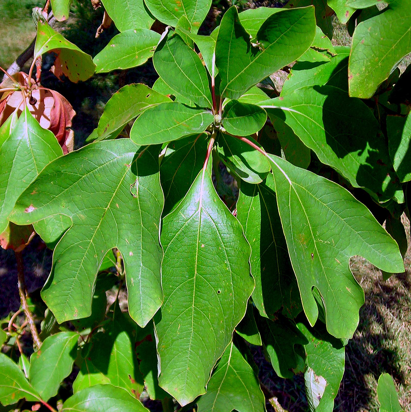 Sassafras albidum (Common Sassafras) – Purdue Arboretum Explorer