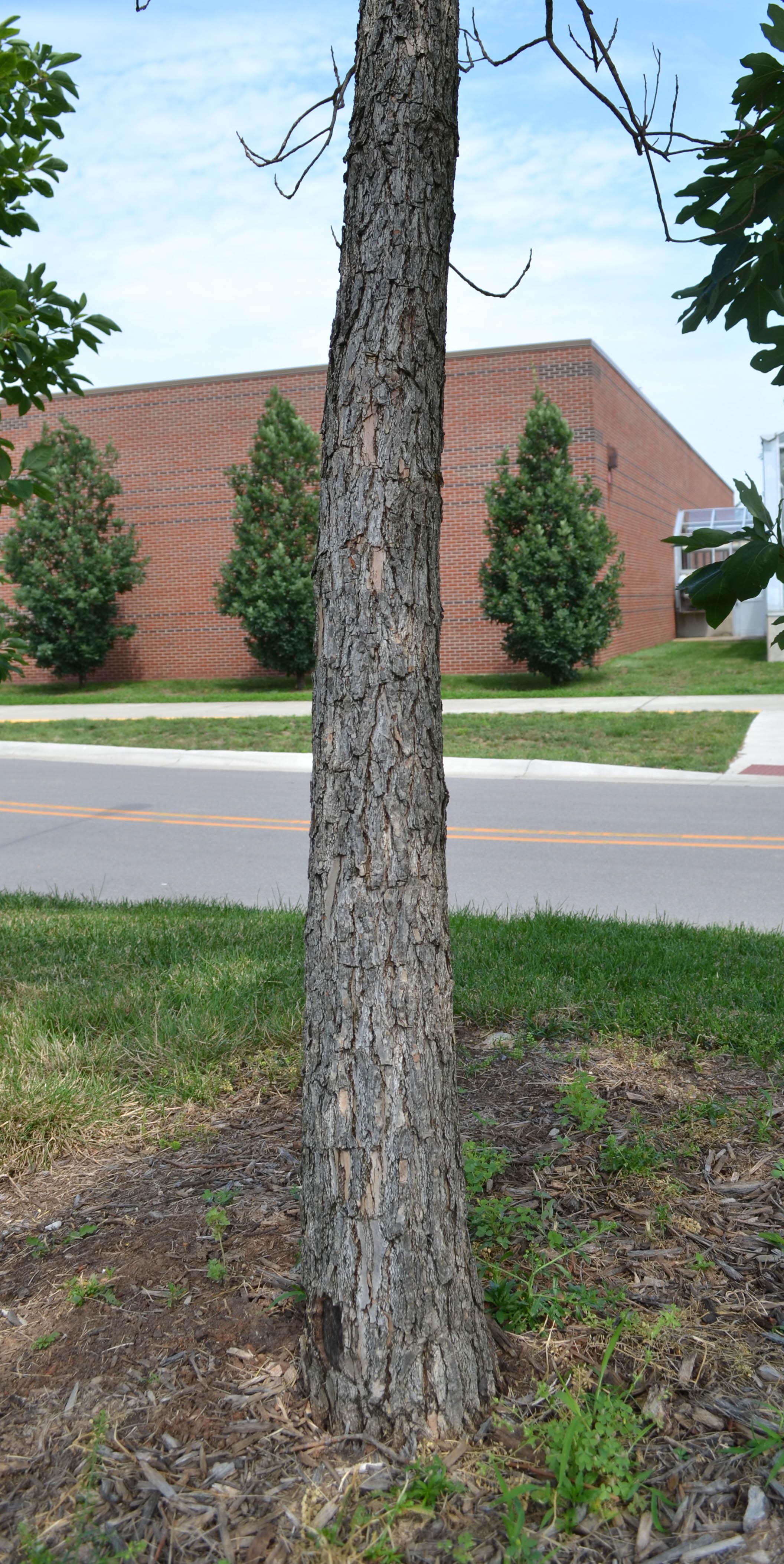 Sassafras albidum – Purdue Arboretum Explorer
